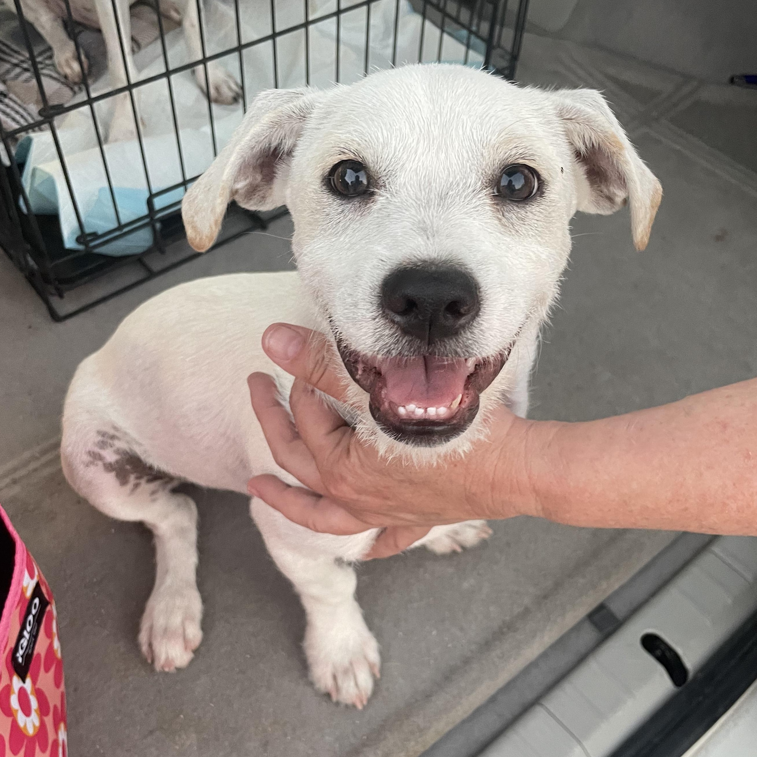 Dog for adoption - Conrad, a Terrier Mix in Richmond, VA | Petfinder