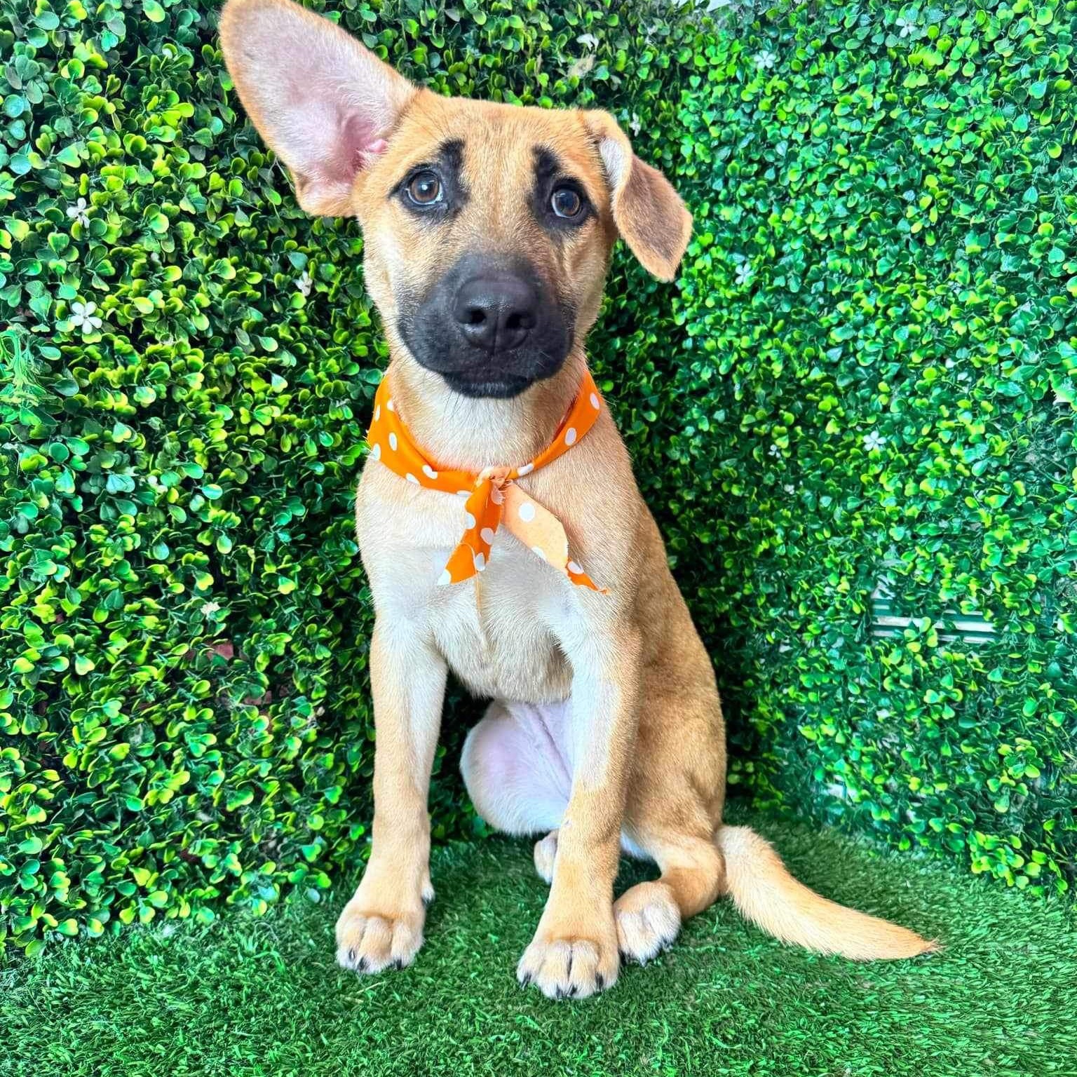 Dog for adoption - Nala, a Mixed Breed in Puyallup, WA | Petfinder