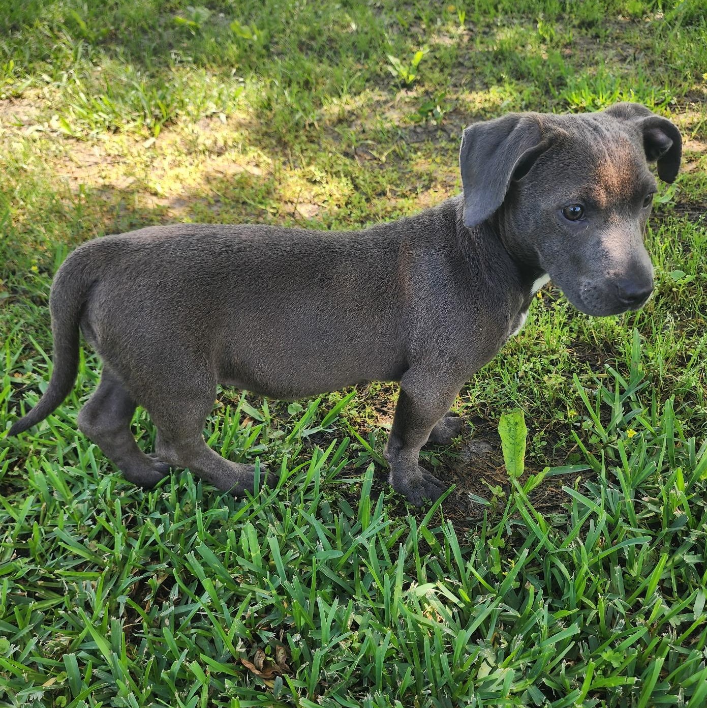 Dog for adoption - Limousine, a Dachshund in AKRON, OH | Petfinder