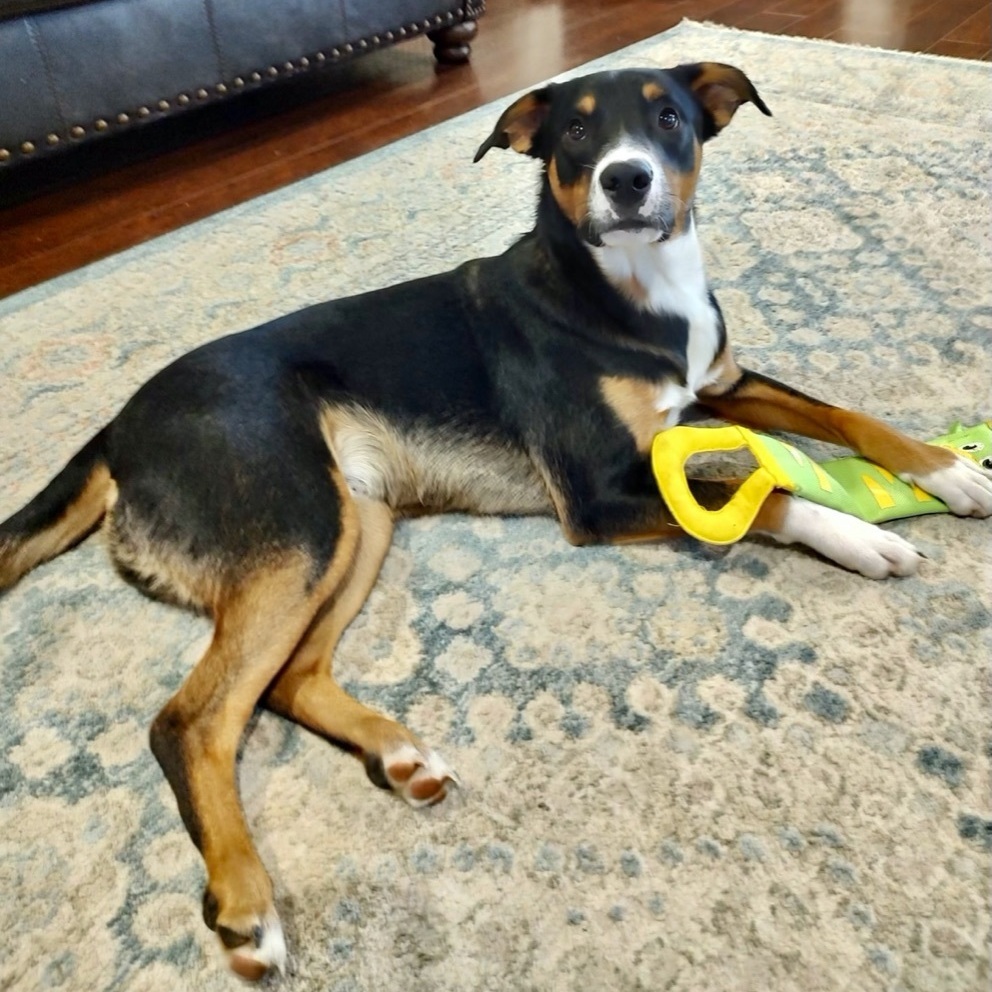 Dog for adoption - Tank, a Collie Mix in Virginia Beach, VA | Petfinder