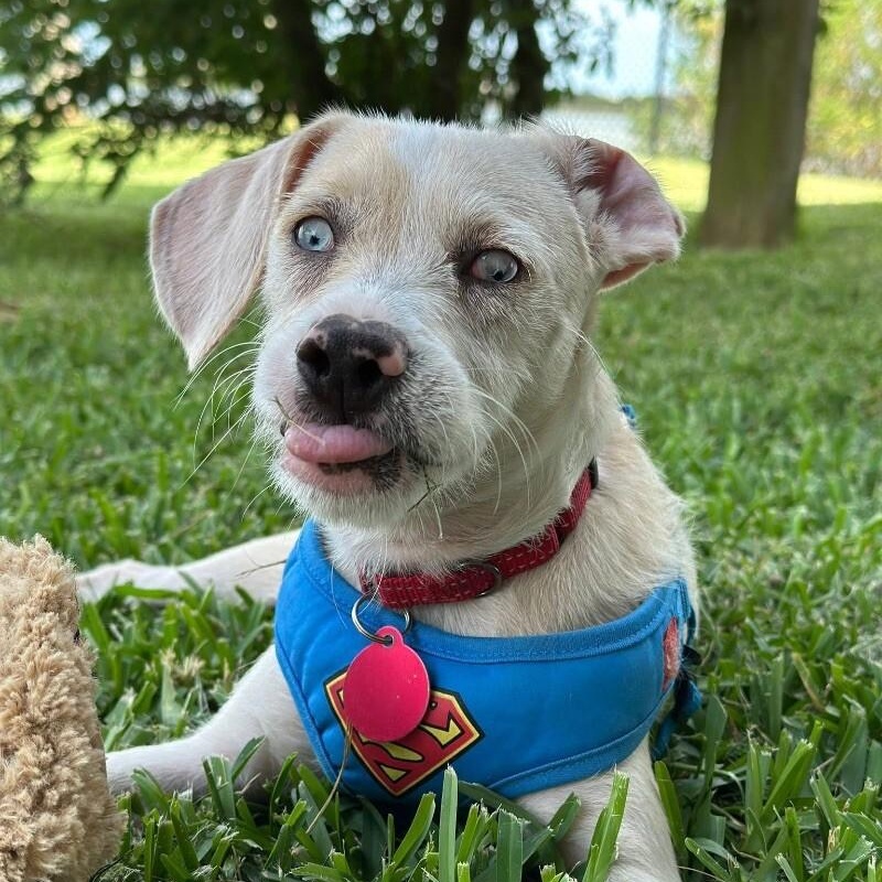 Dog for adoption - Castiel, an Australian Shepherd & Poodle Mix in ...