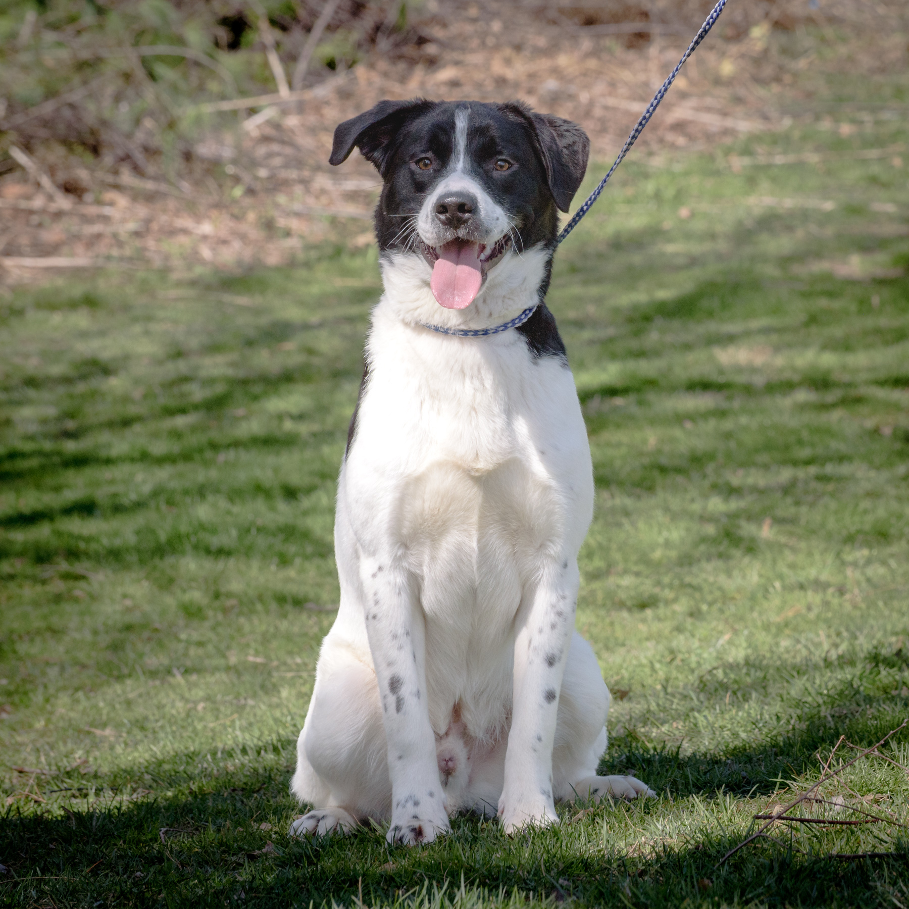 Dog for adoption - Chase, a Border Collie Mix in Lambertville, NJ ...