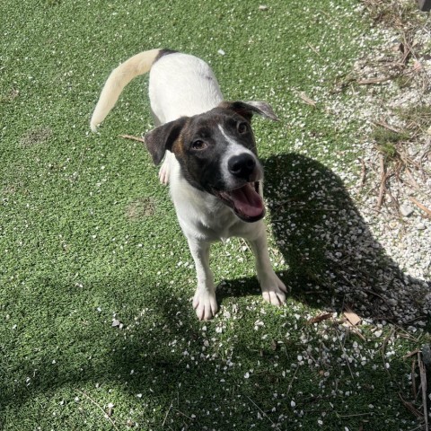 Dog for adoption - Pringles, a Mixed Breed in Bedford, NH | Petfinder