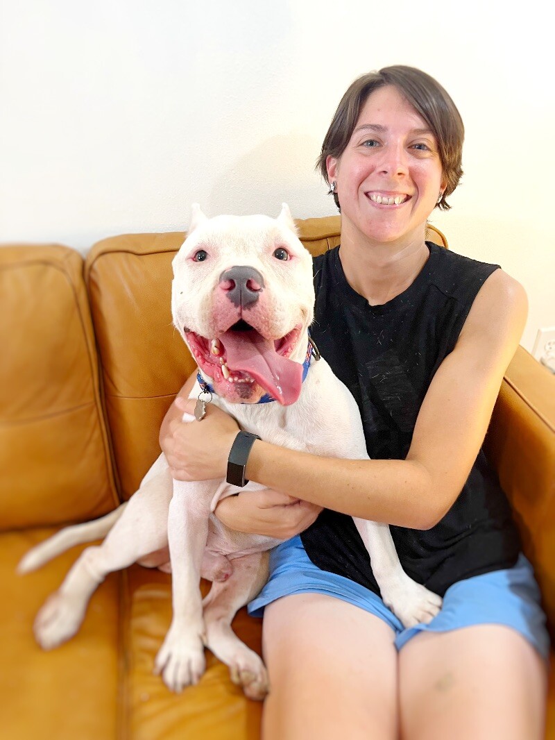 Dog for adoption - Hector Happy Smart Boy, a Dogo Argentino & Pit Bull ...