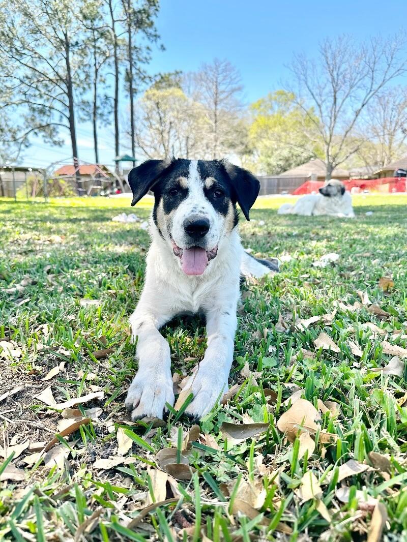 Dog for adoption - Lacy Loveypup, an English Pointer & Labrador ...