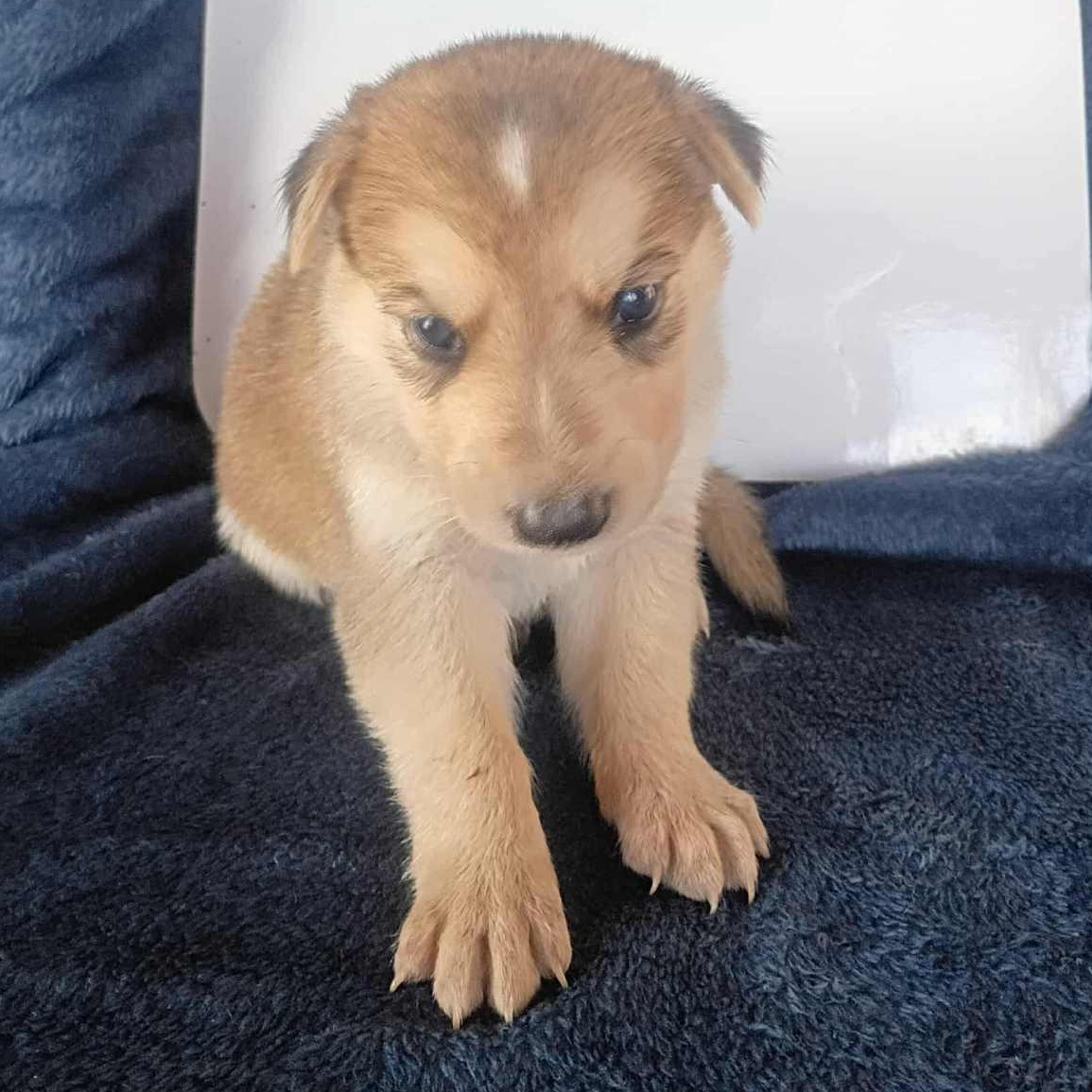 Dog for adoption - JASPER GS, a German Shepherd Dog Mix in Rossford, OH ...