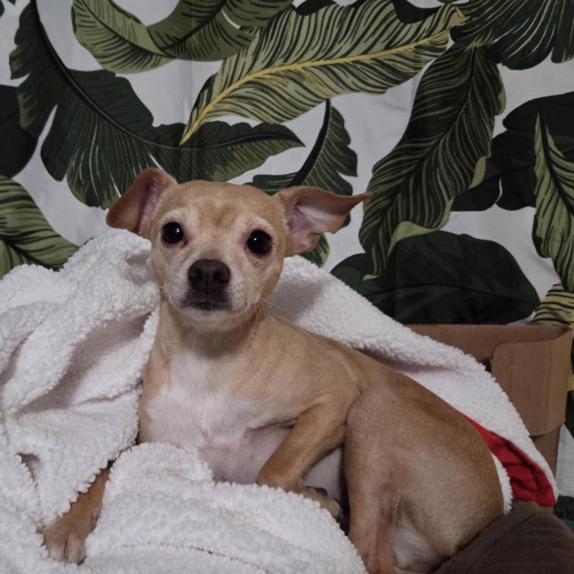 Barb - Adoptable Pet | Petfinder | Petfinder