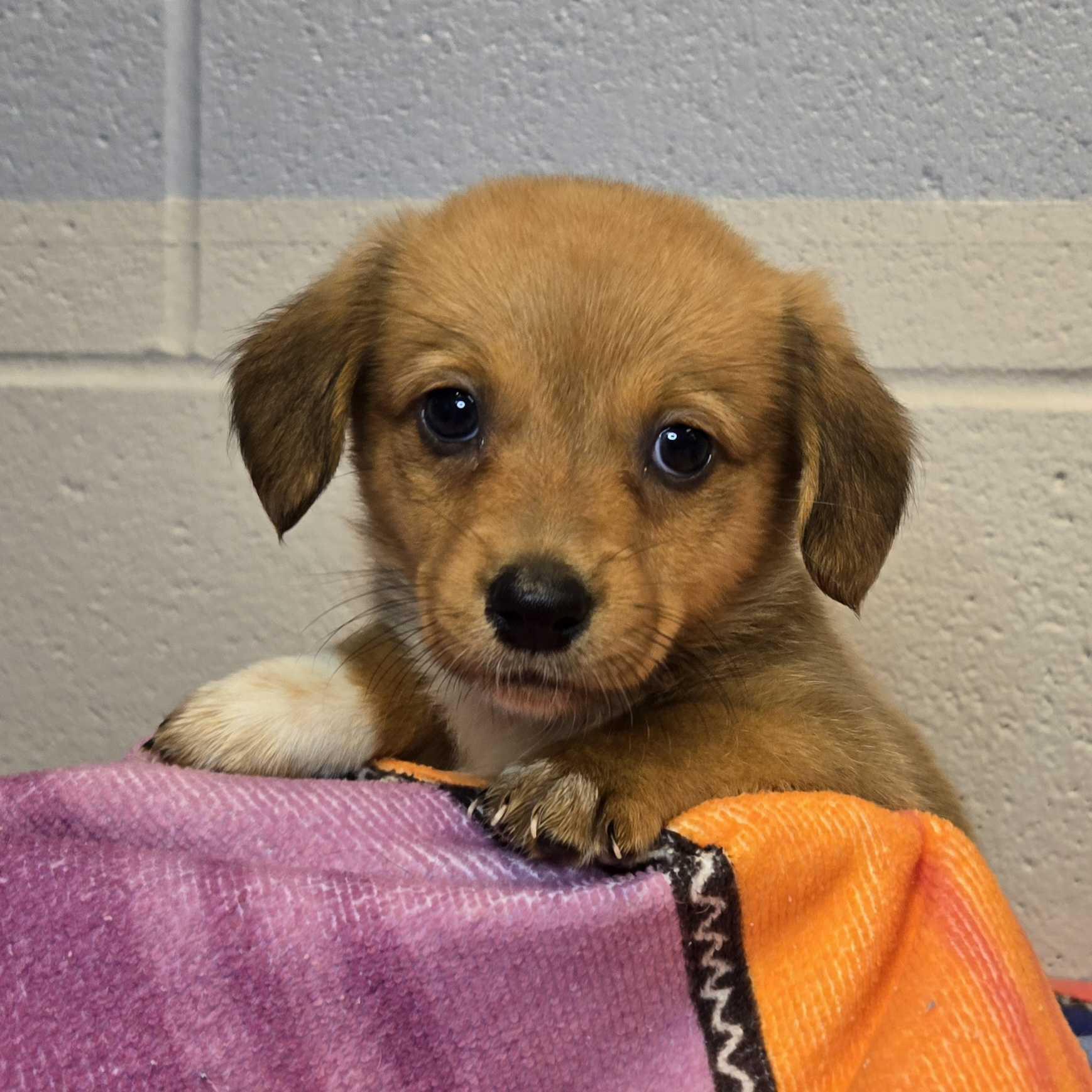 Dog for adoption - Spork, a Mixed Breed in Canal Winchester, OH | Petfinder