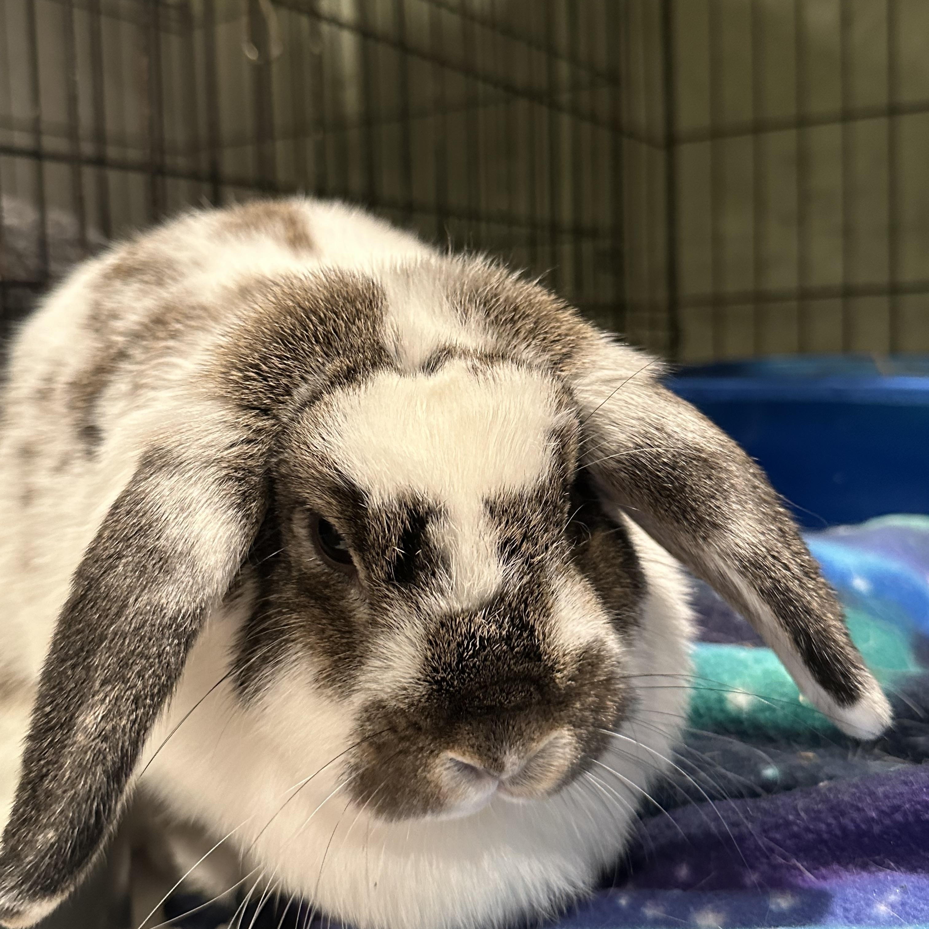 Rabbit for adoption - Mariska, a Holland Lop in Norwalk, CT | Petfinder