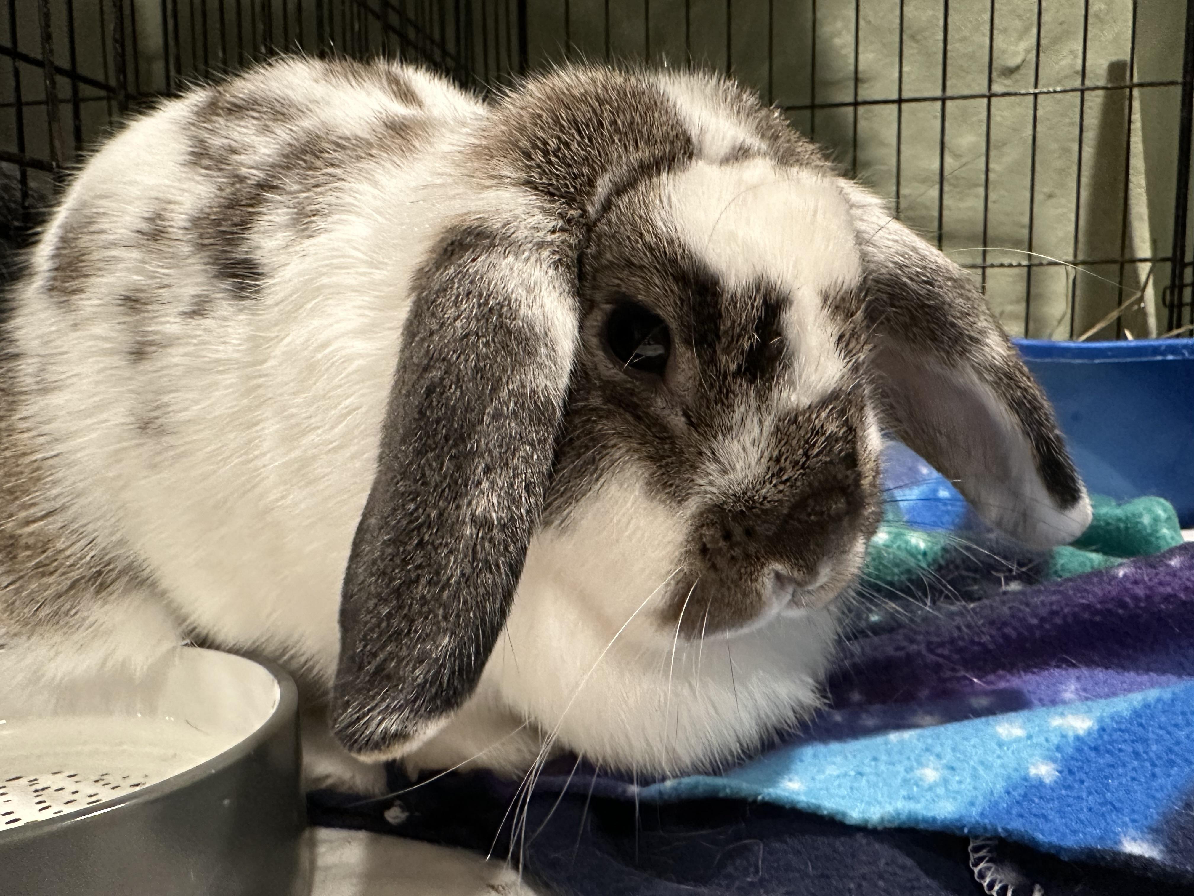 Rabbit for adoption - Mariska, a Holland Lop in Norwalk, CT | Petfinder