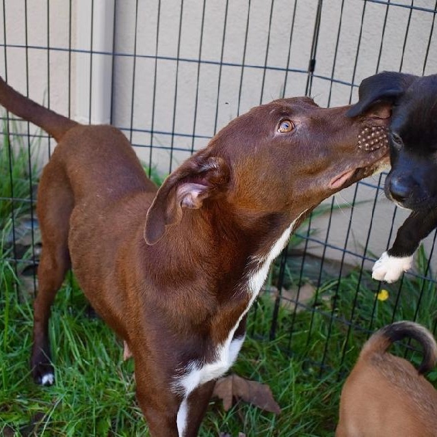 Dog for adoption - Rosie, a Labrador Retriever in Ramona, CA | Petfinder