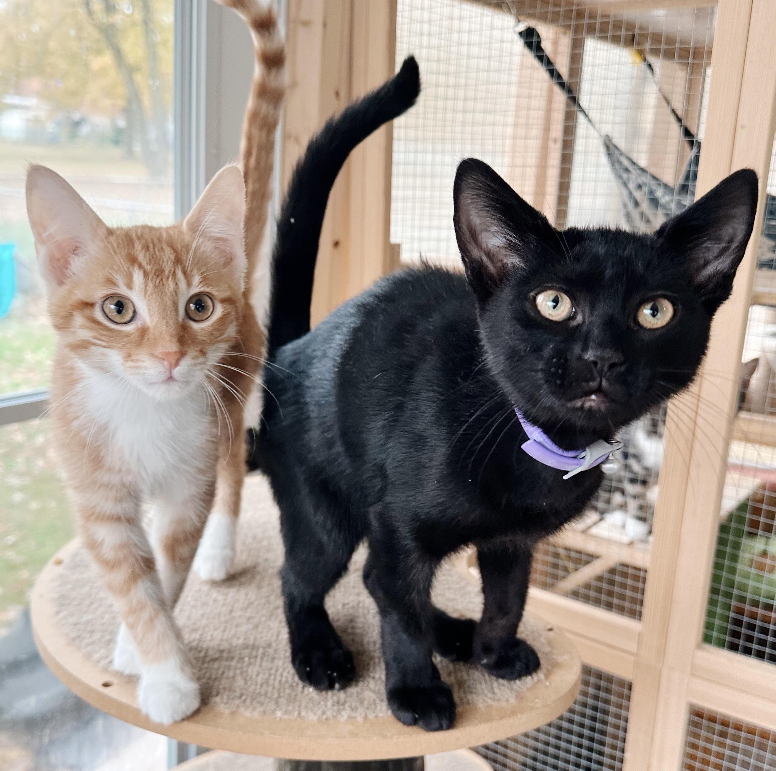 Cat for adoption - Dennis the Menace *bonded with Captain Chaos*, a ...