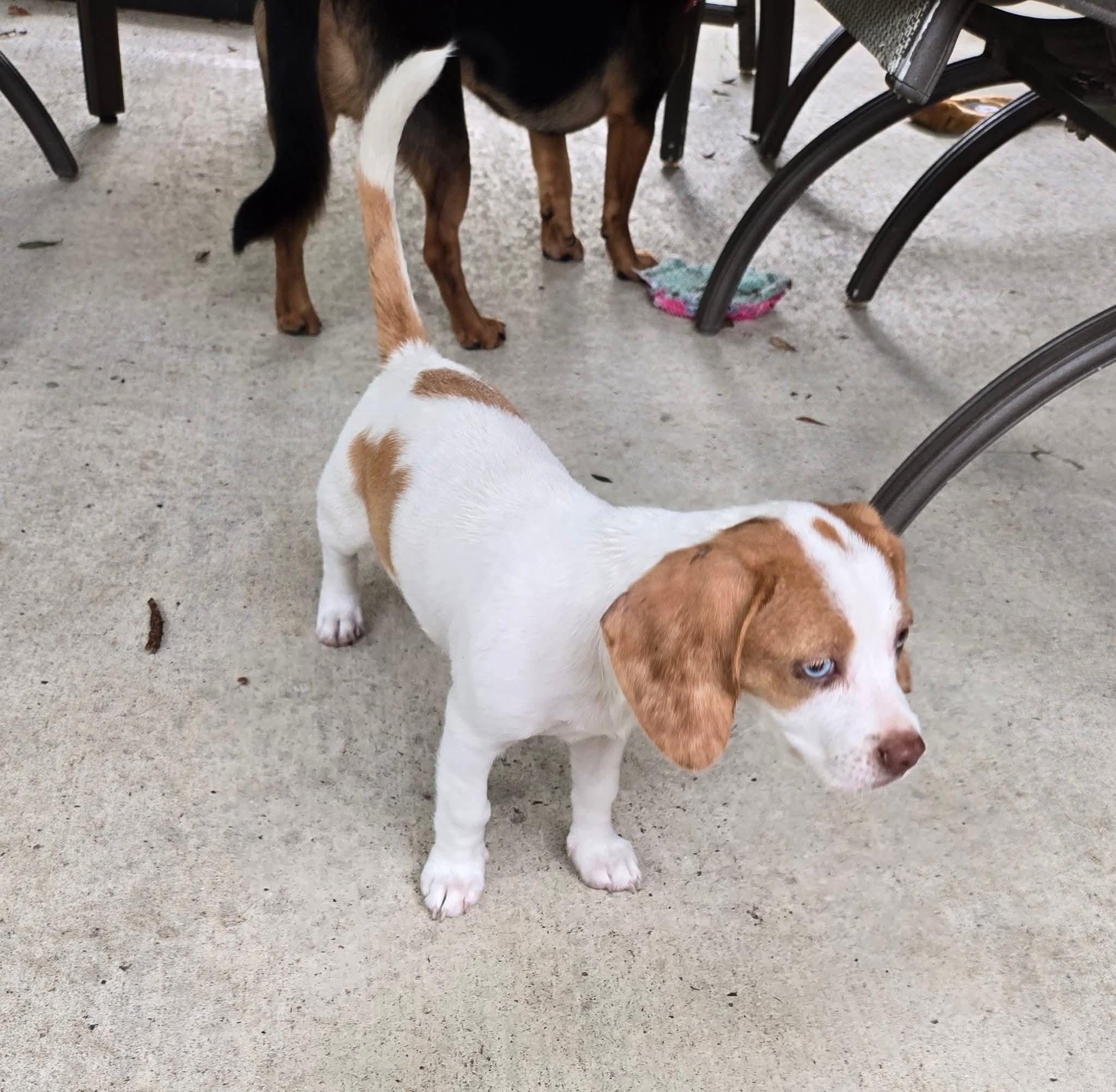 Dog for adoption - Delta Dawn, a Beagle & Cocker Spaniel Mix in Fort ...