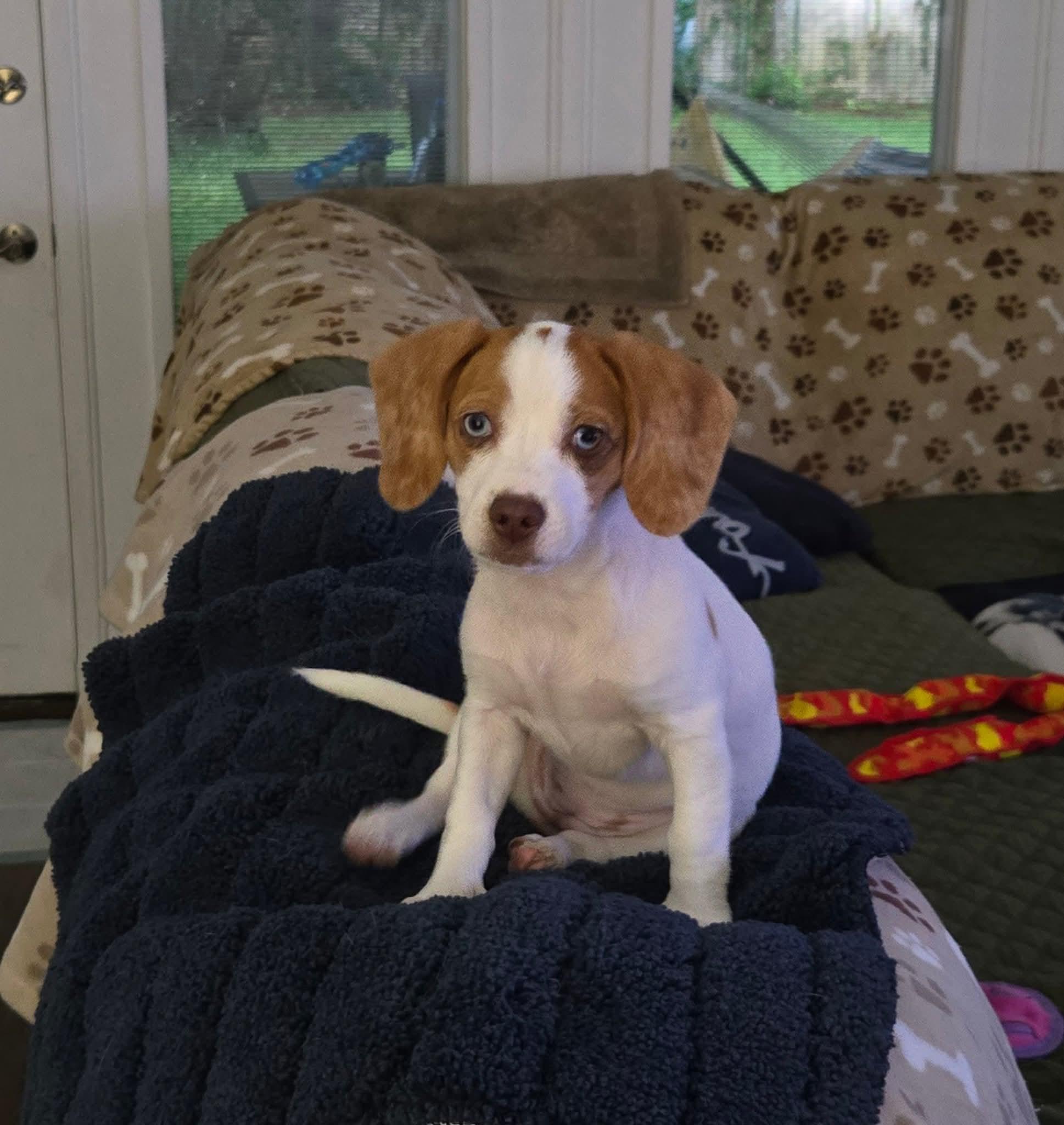 Dog for adoption - Delta Dawn, a Beagle & Cocker Spaniel Mix in Fort ...