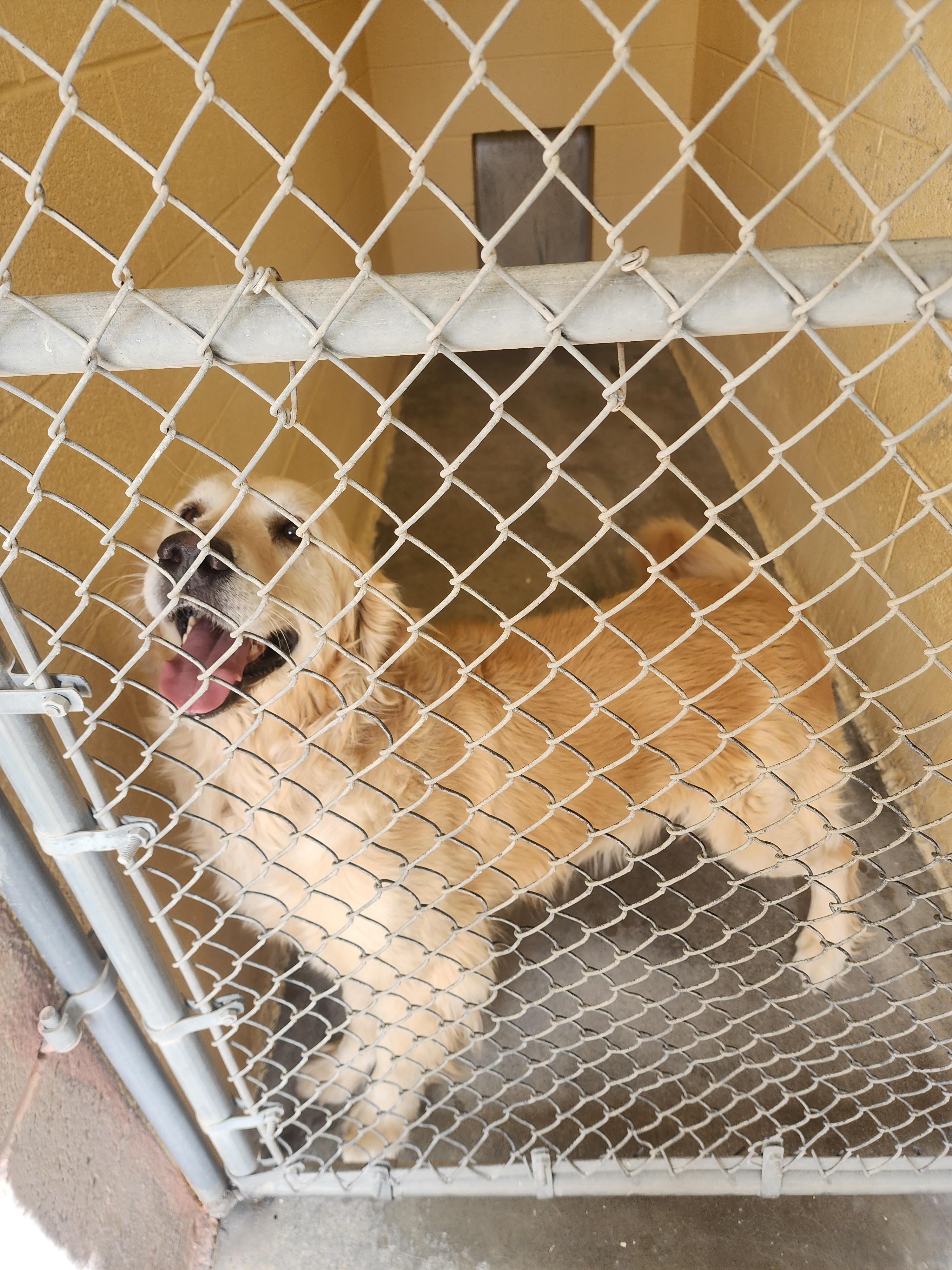 Dog for adoption - 25-133, a Golden Retriever in Ridgecrest, CA | Petfinder