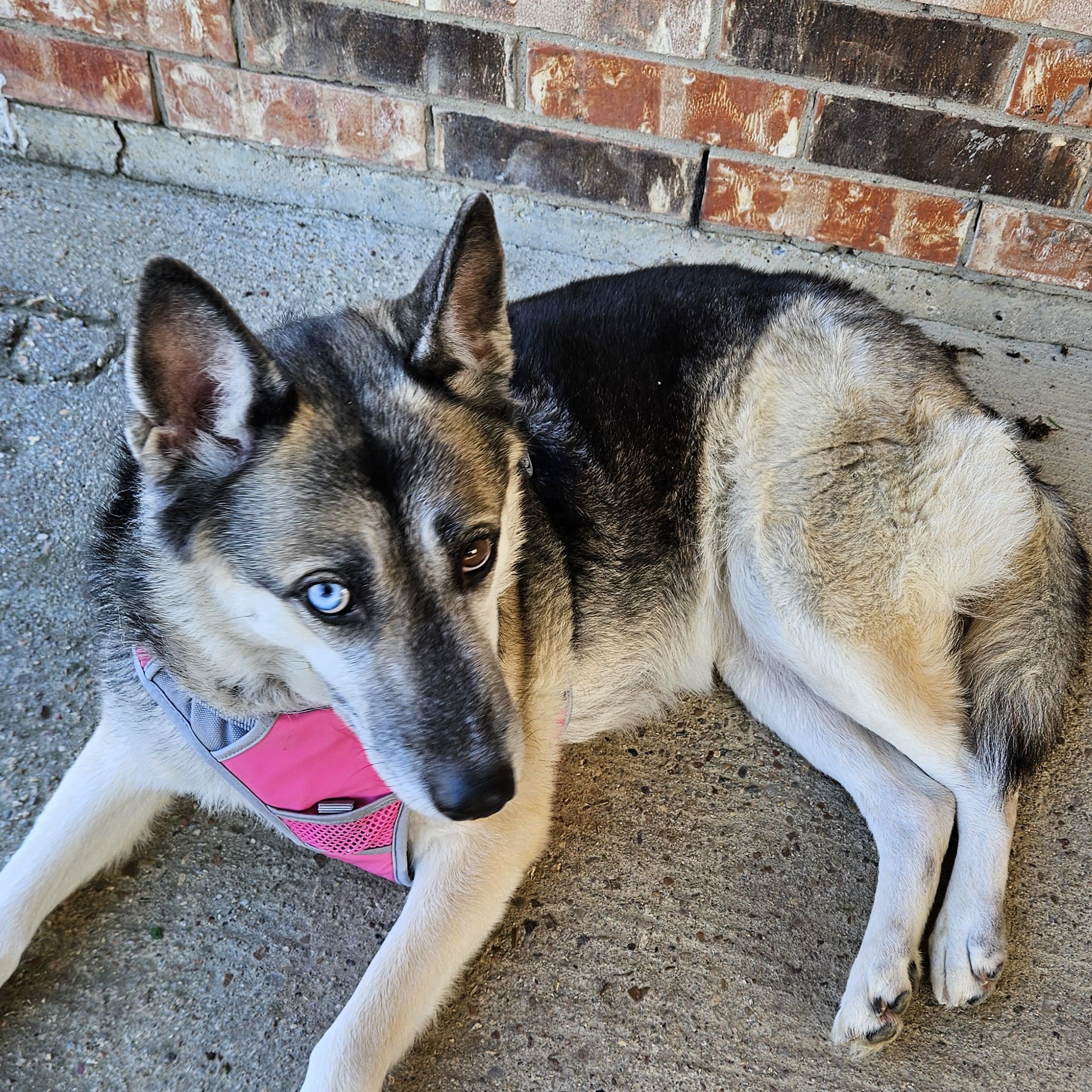 Dog for adoption - Blu, a Husky & German Shepherd Dog Mix in Lynnwood ...