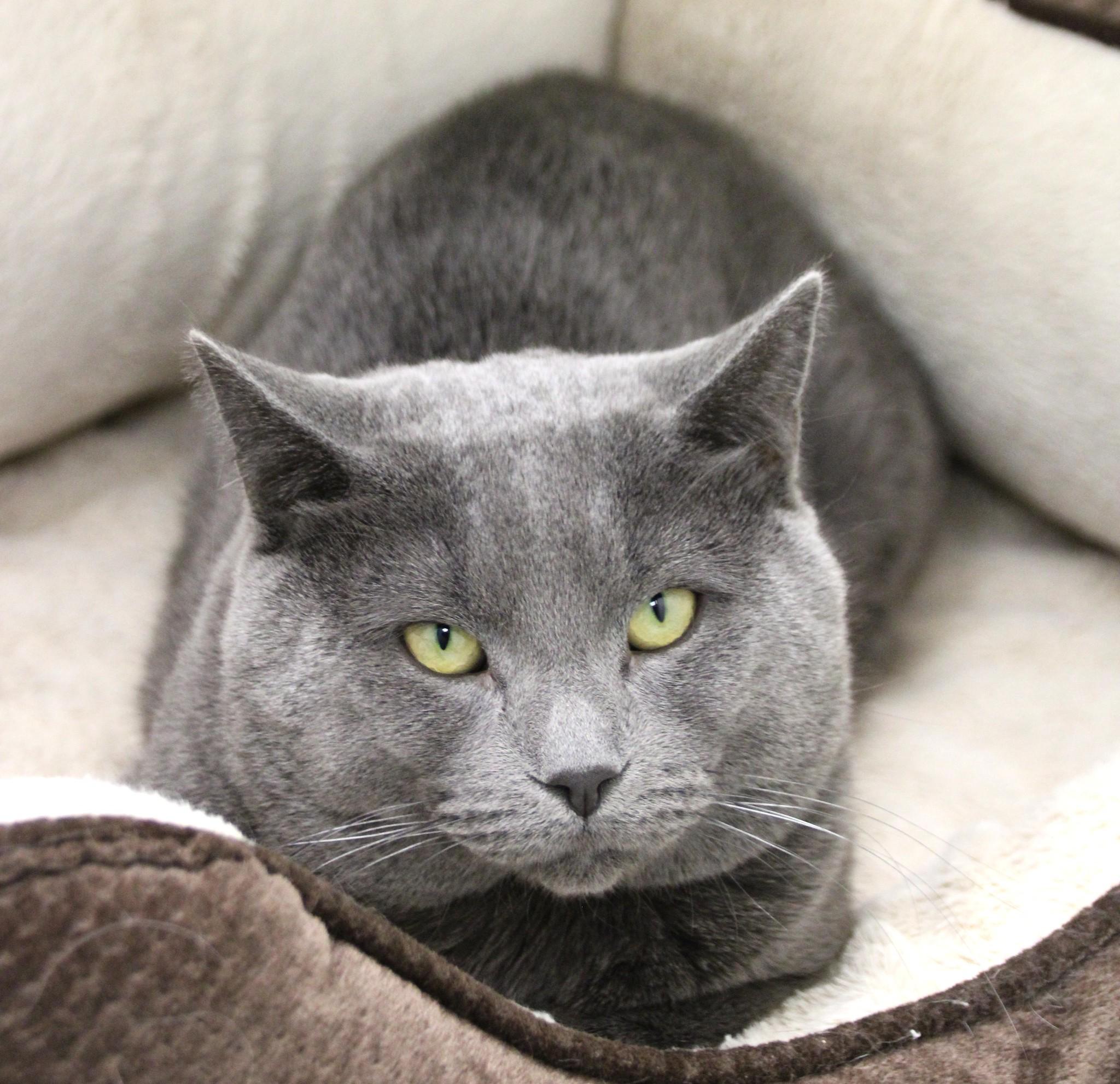 Cat for adoption - Nimbus - Looking for a barn cat position, a Domestic ...