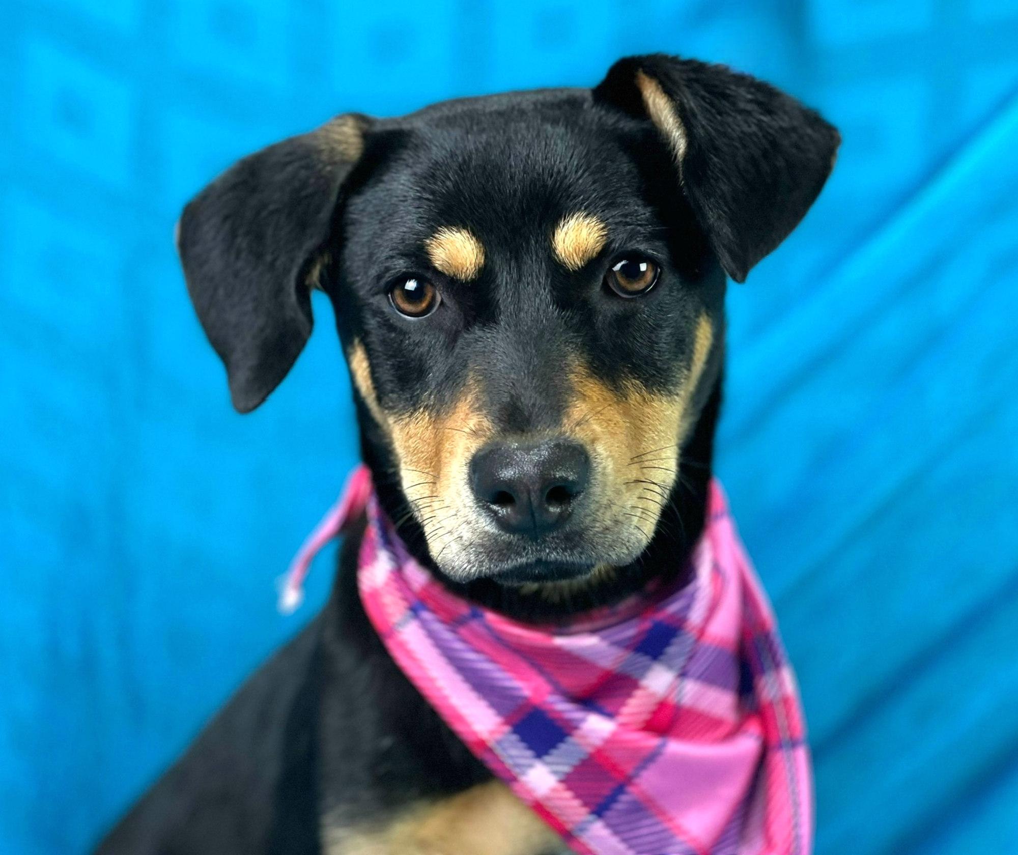 Dog for adoption - Gretta, a Beagle & Fox Terrier Mix in Chelsea, MI ...