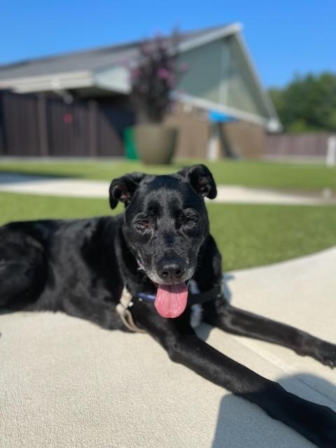 Dog for adoption - Ares, a Black Labrador Retriever Mix in Mount Juliet ...