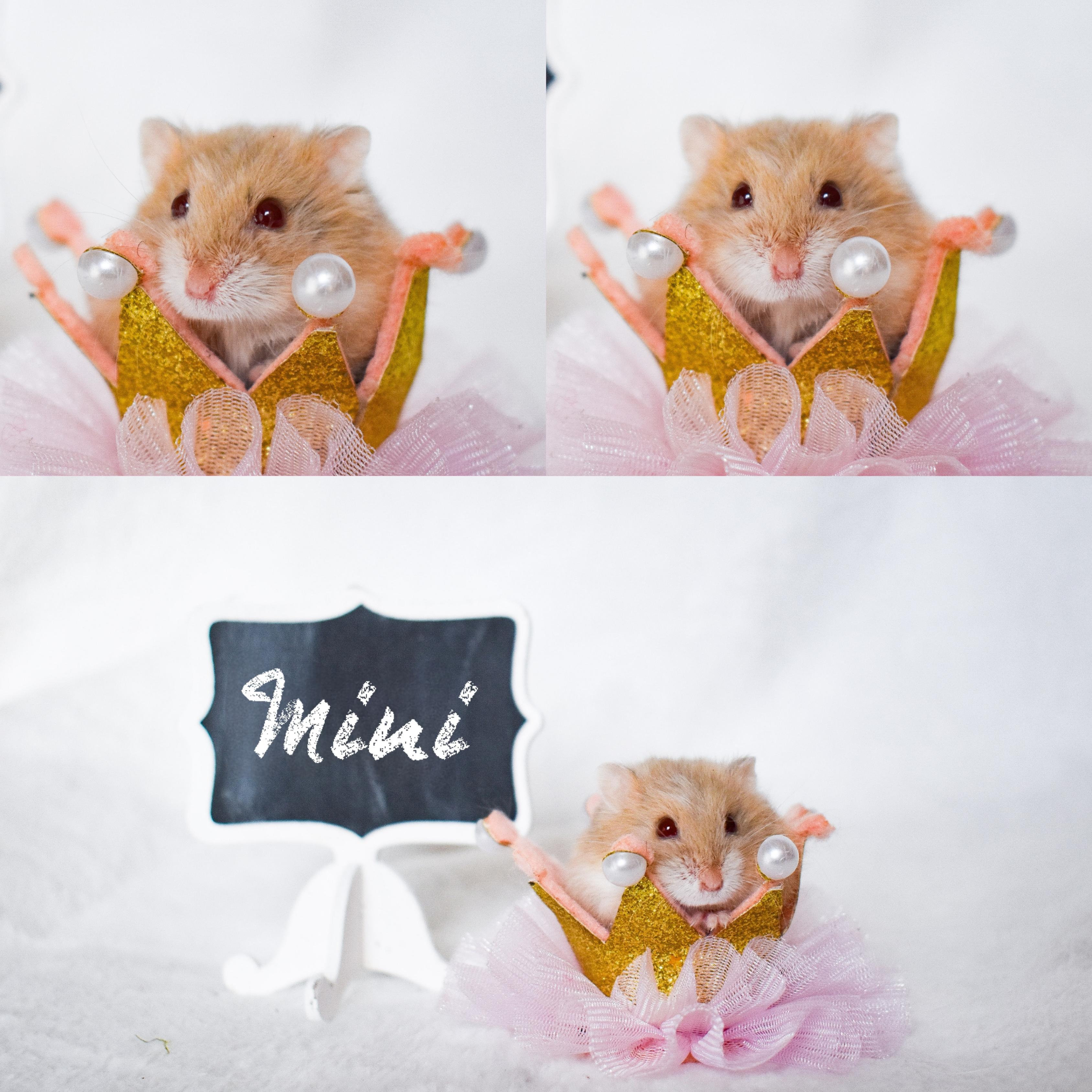 Hamster for adoption - Mini, a Dwarf Hamster & Hamster Mix in Ripon, CA ...