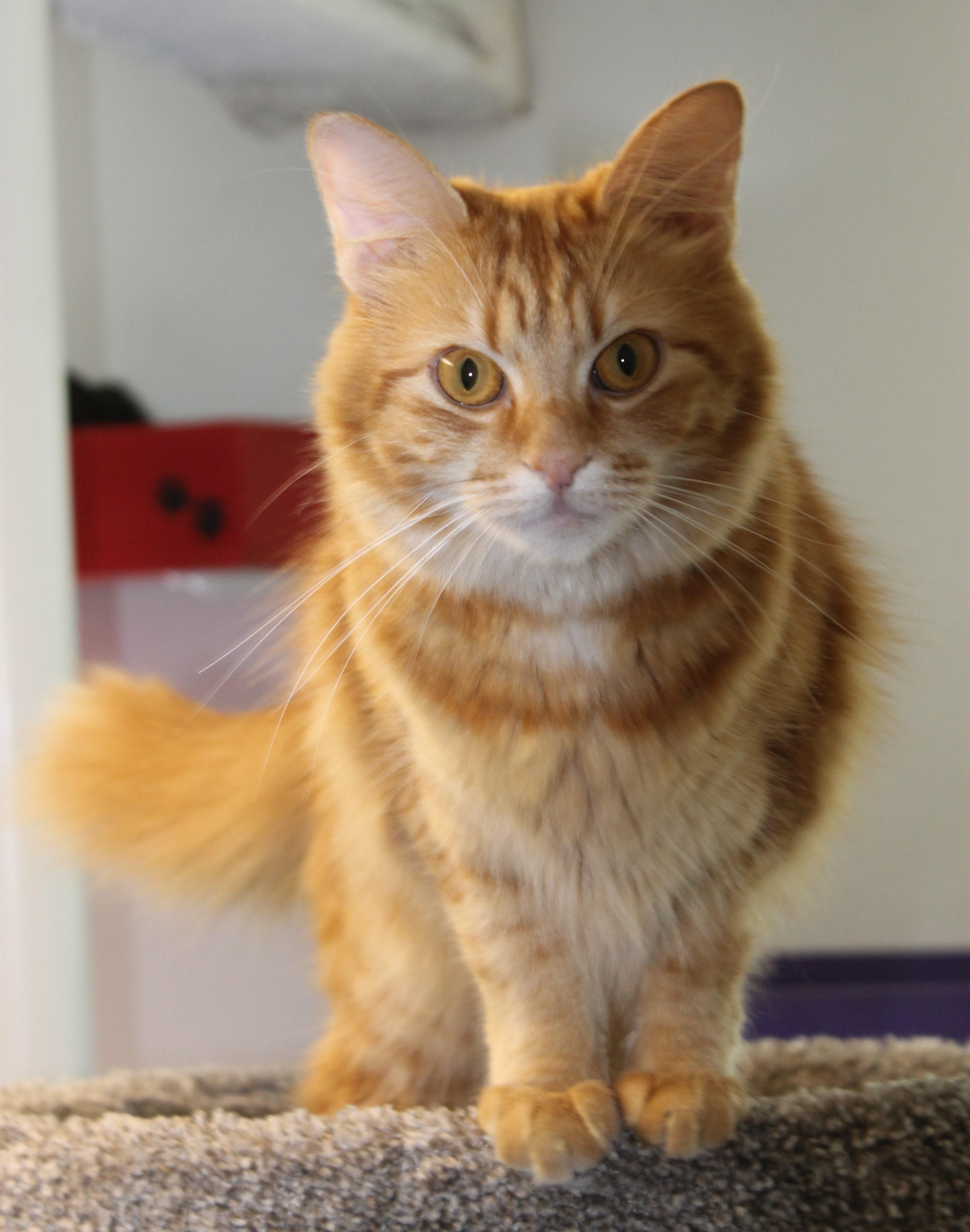 Cat for adoption - Celia, a Domestic Long Hair in Harrison, NY | Petfinder