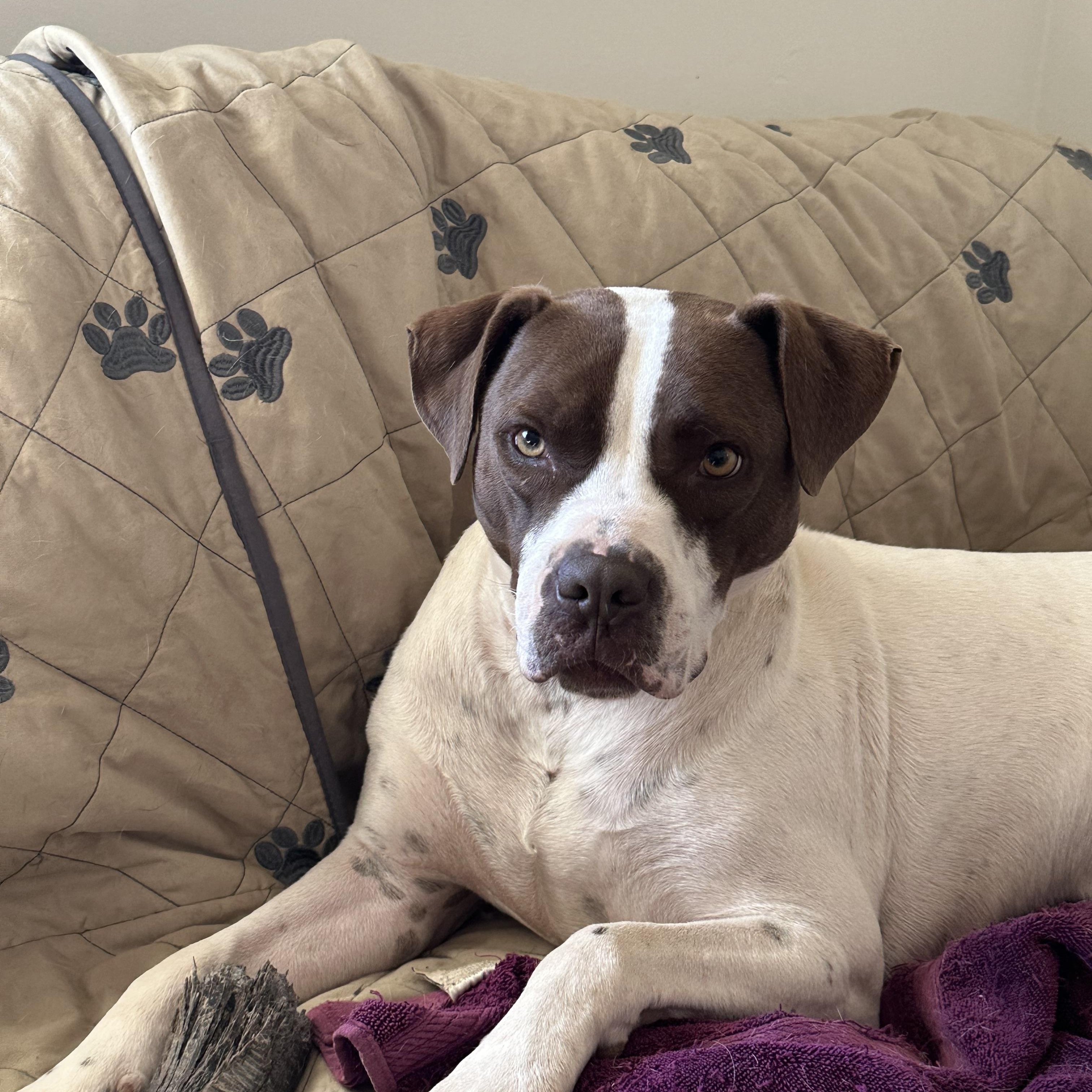 Dog for adoption - Charlie, an American Staffordshire Terrier & German ...