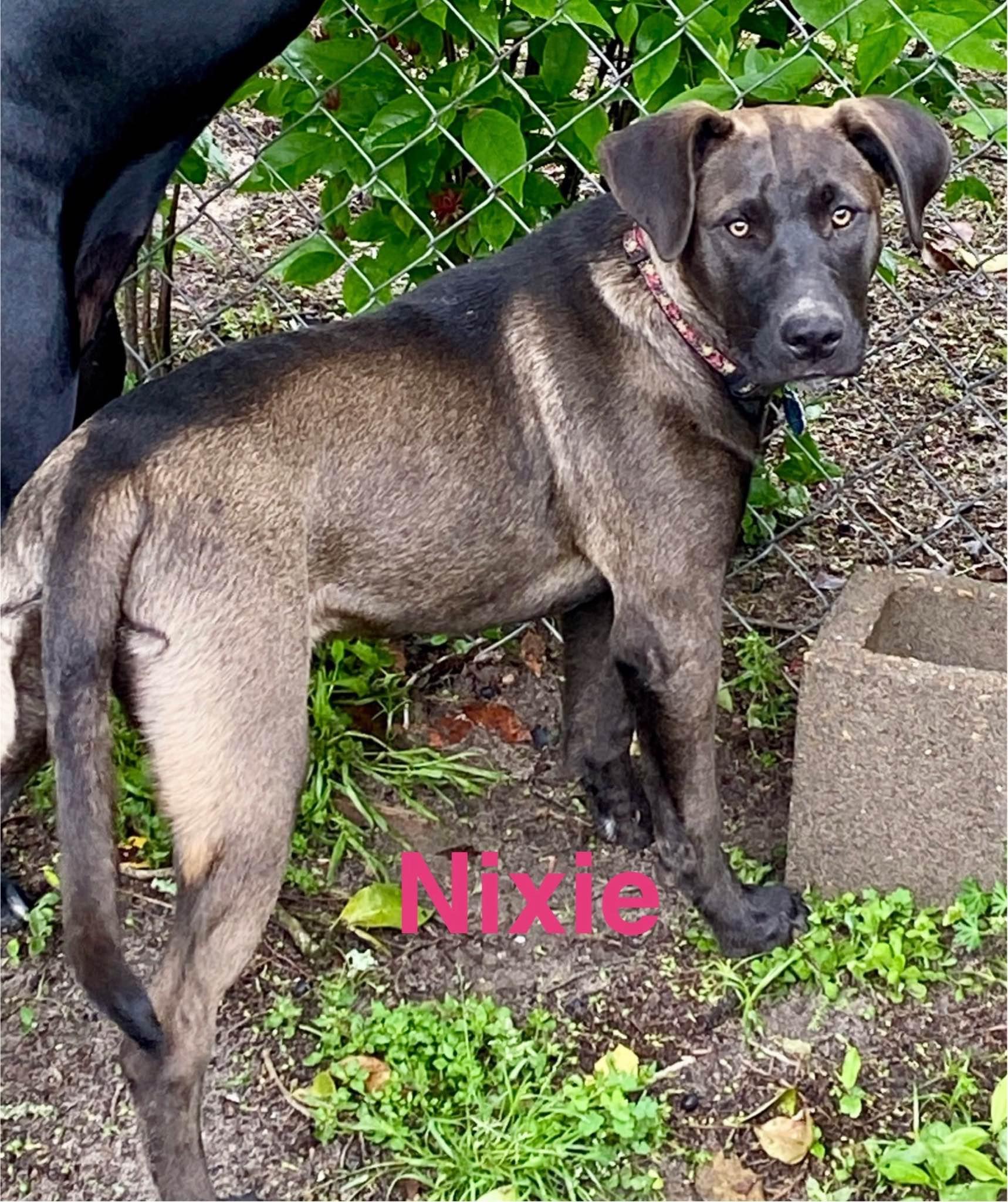 Dog for adoption - Nixie, a Labrador Retriever Mix in Opp, AL | Petfinder