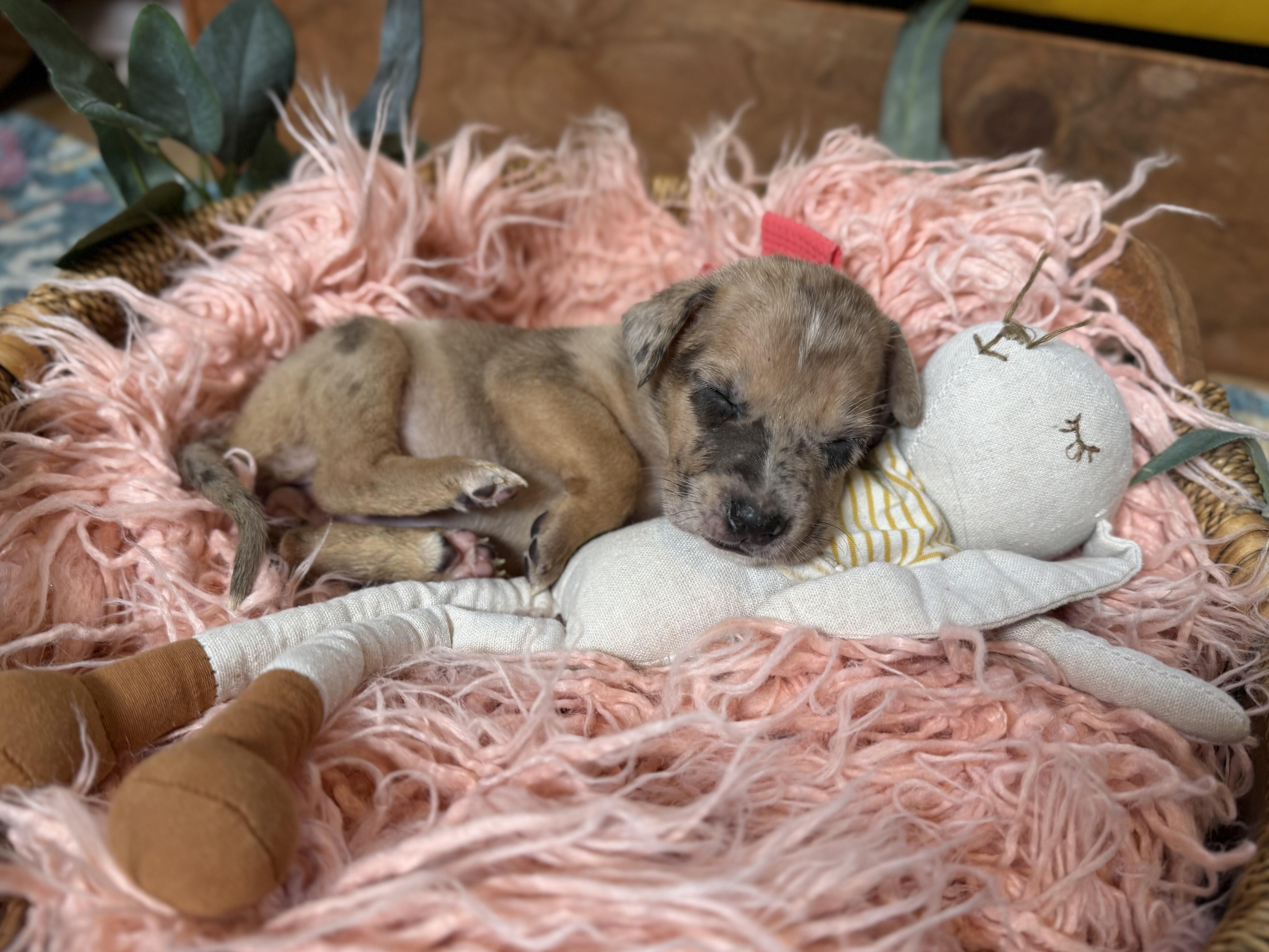 Dog for adoption - Addie Roll Med, a Black Mouth Cur & Pit Bull Terrier ...