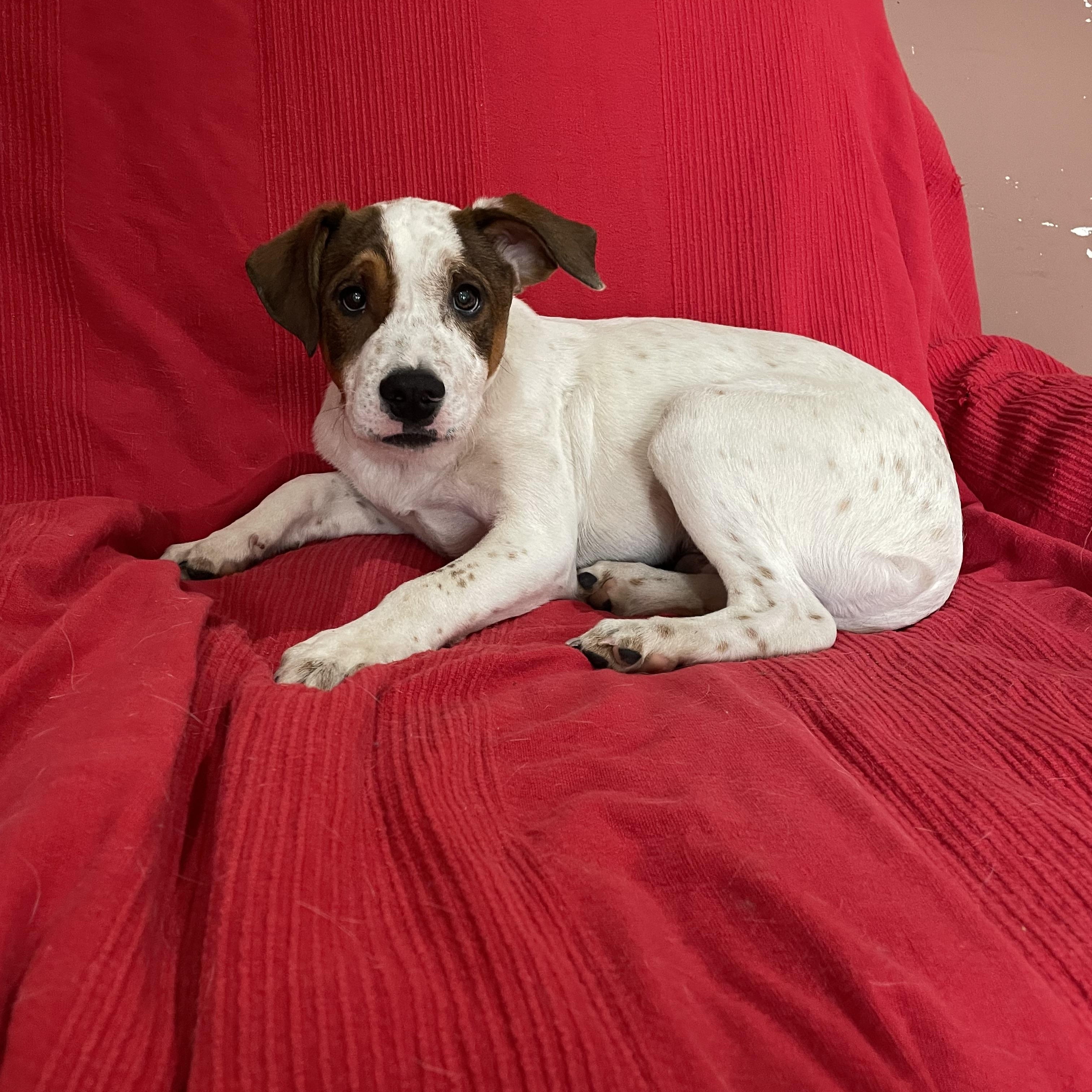 Dog for adoption - Tango, a Mixed Breed in Phoenix, AZ | Petfinder