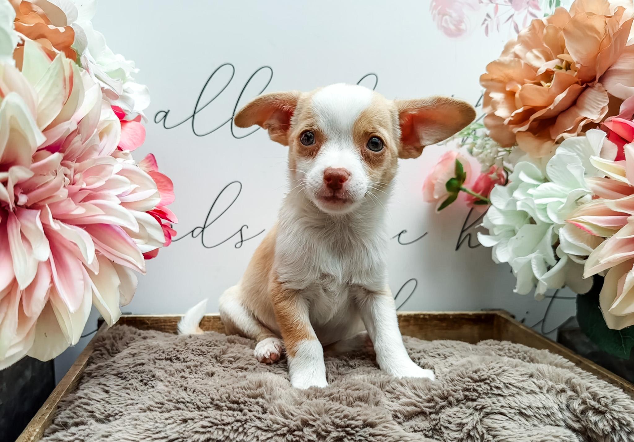 Dog for adoption - Danny, a Chihuahua Mix in Newberg, OR | Petfinder
