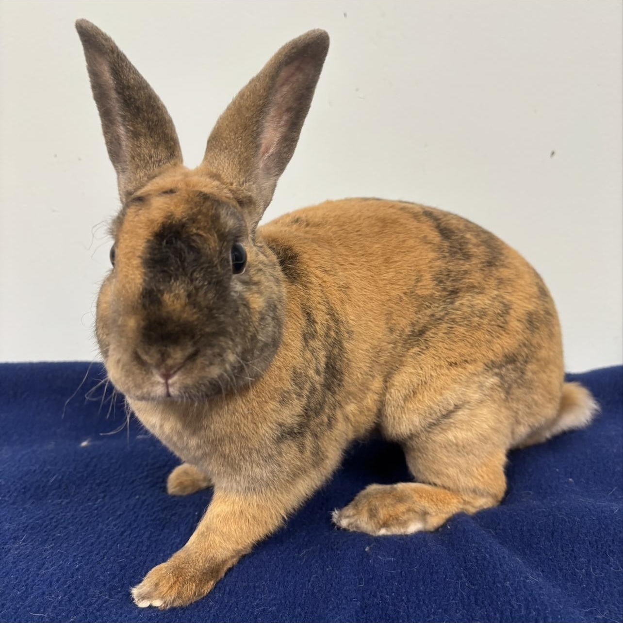 Rabbit for adoption - Mark, a Mini Rex Mix in Edgewood, MD | Petfinder