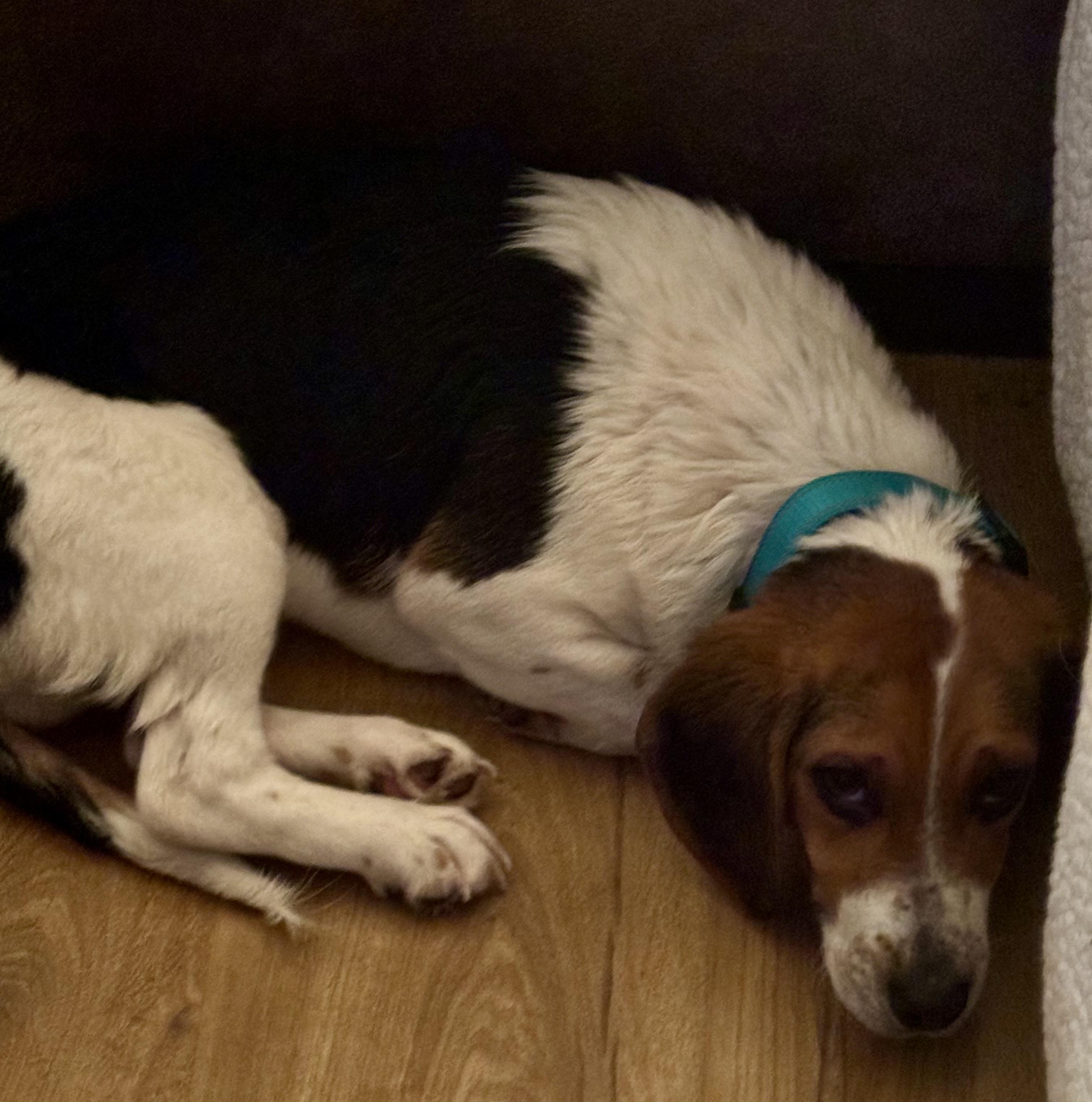 Dog for adoption - Baxter, a Beagle in North Freedom, WI | Petfinder