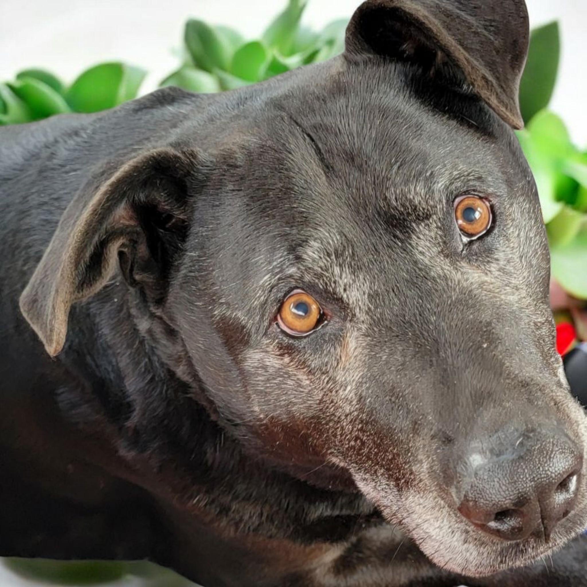 Dog for adoption - Chop, a Labrador Retriever in Mountain City, TN ...