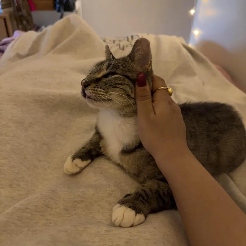 Cat for adoption - Pixie, an American Shorthair in Weehawken, NJ ...