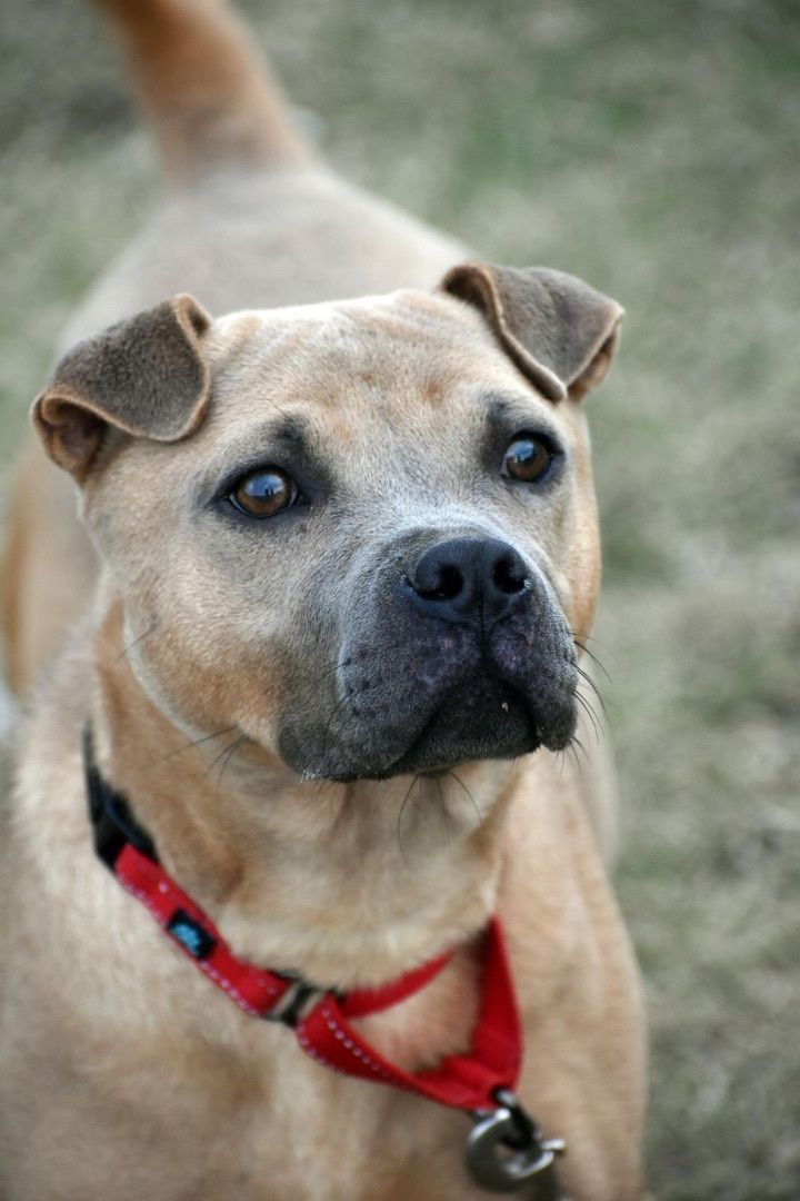Dog for adoption - Trisha, a Pit Bull Terrier & Chow Chow Mix in Ville ...