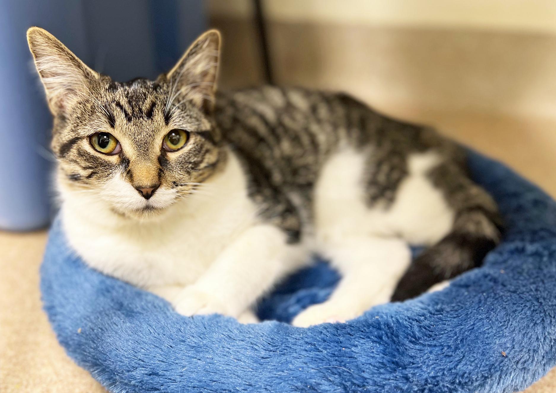 Cat for adoption - Hawkeye - purrecious little guy, loves other cats ...