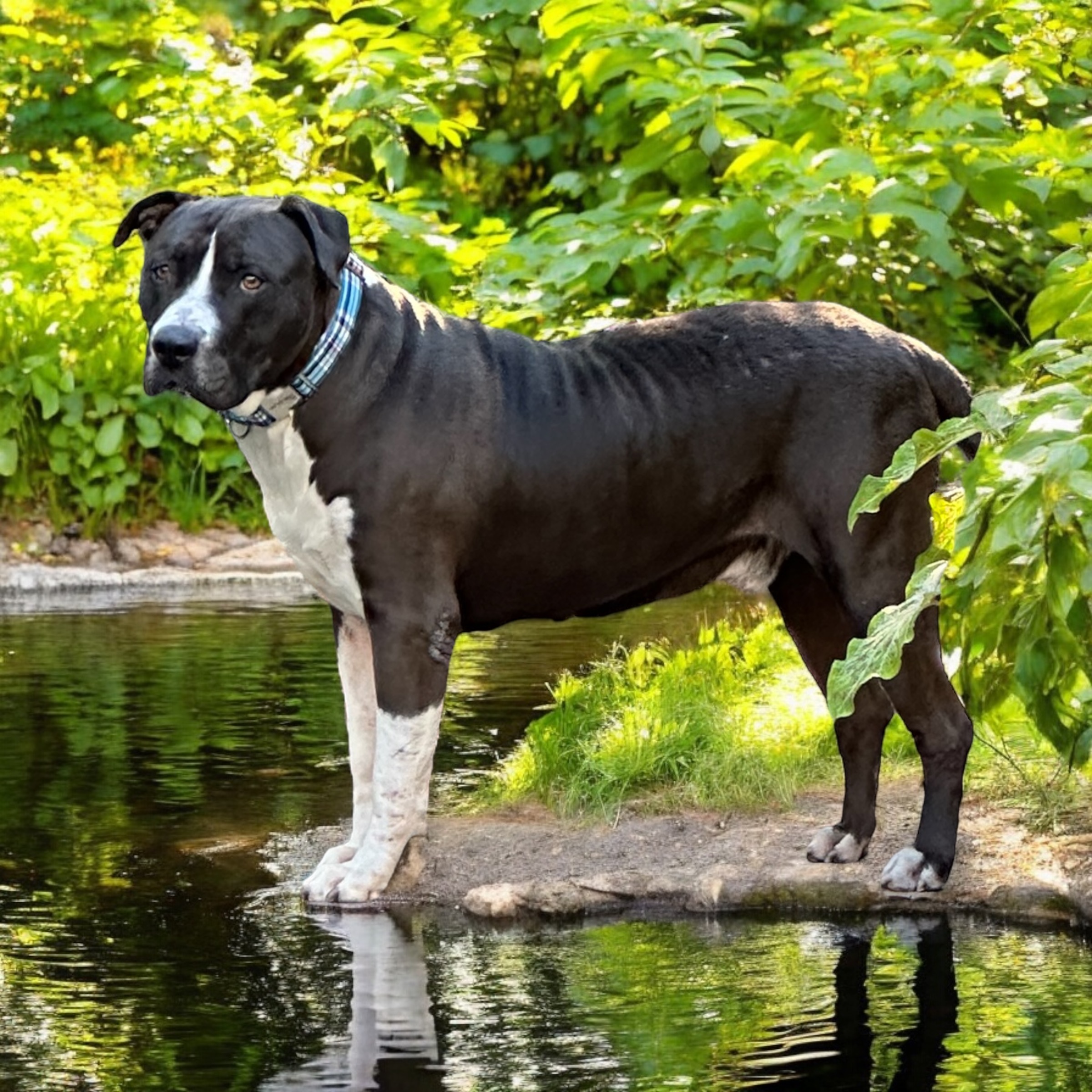 Dog for adoption - Miller, a Pit Bull Terrier & American Staffordshire ...