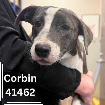 Dog for adoption - Corbin and Creed, a Mixed Breed in Bainbridge, GA ...