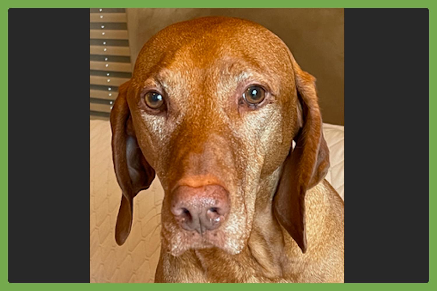 Dog for adoption - Harrison, a Vizsla in Las Vegas, NV | Petfinder