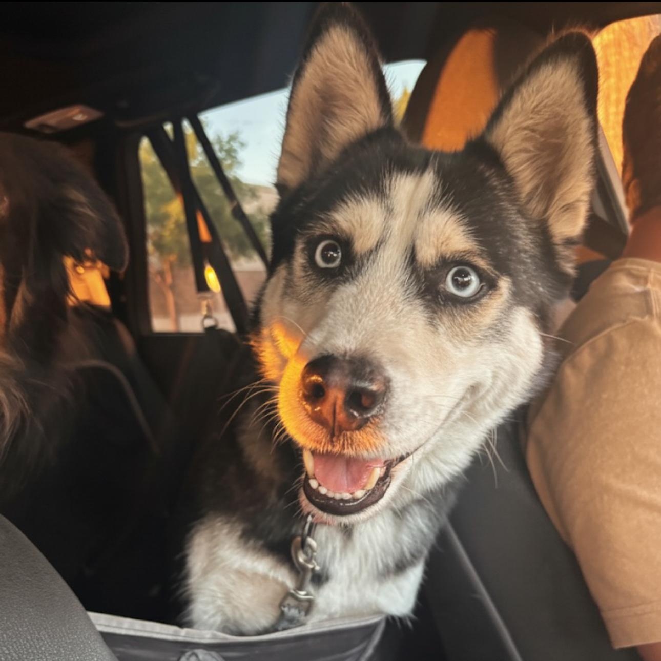 Dog for adoption - Betty Lou, a Husky in Norwalk, CT | Petfinder