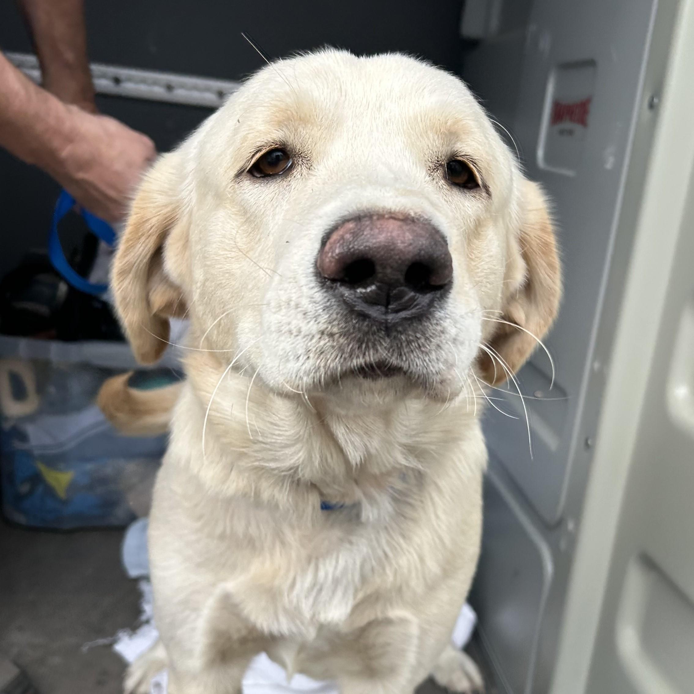 Dog for adoption - Ryder, a Yellow Labrador Retriever in Howell, NJ ...