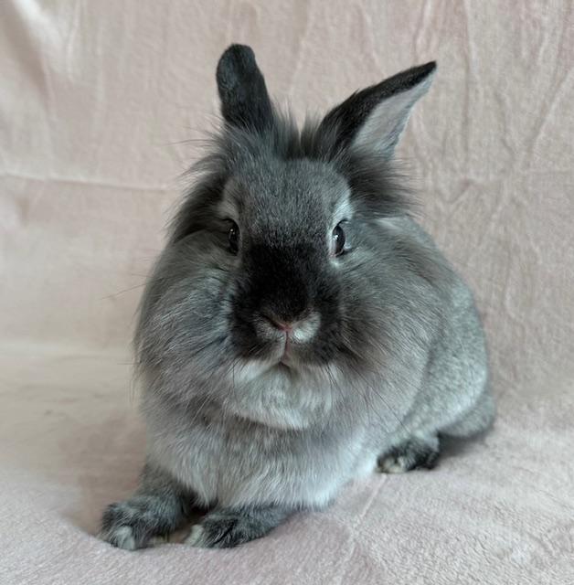 Rabbit for adoption - Emma, a Lionhead in Lee's Summit, MO | Petfinder