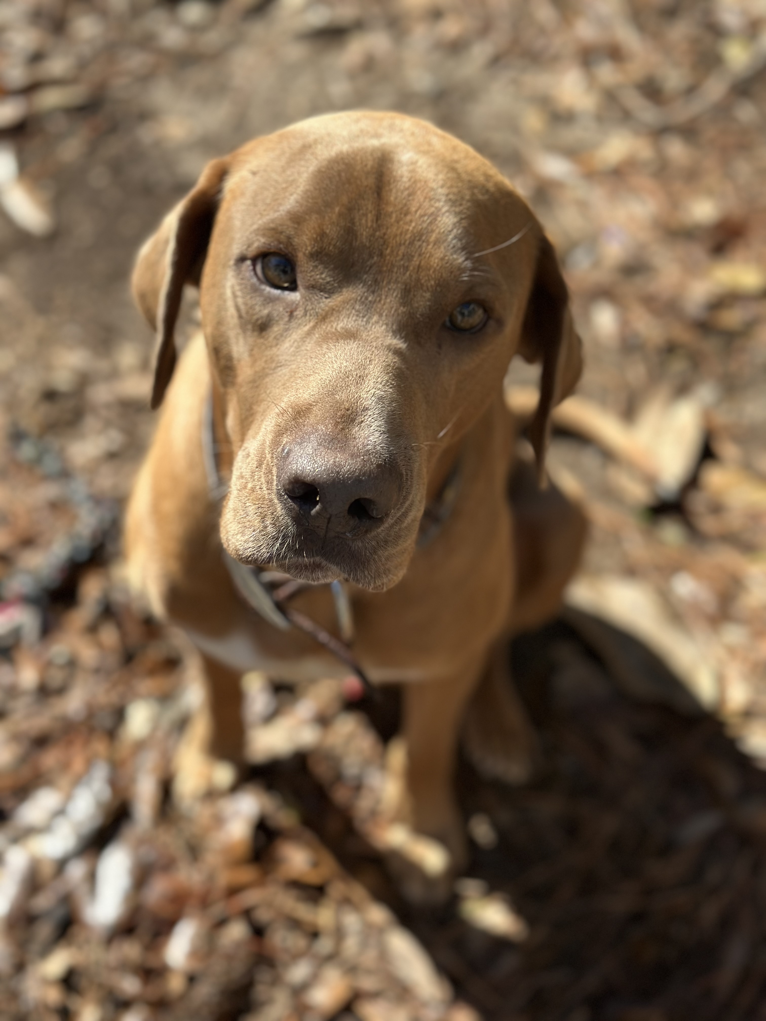 Madison Animal Shelter | Animal Shelters in Madison MS