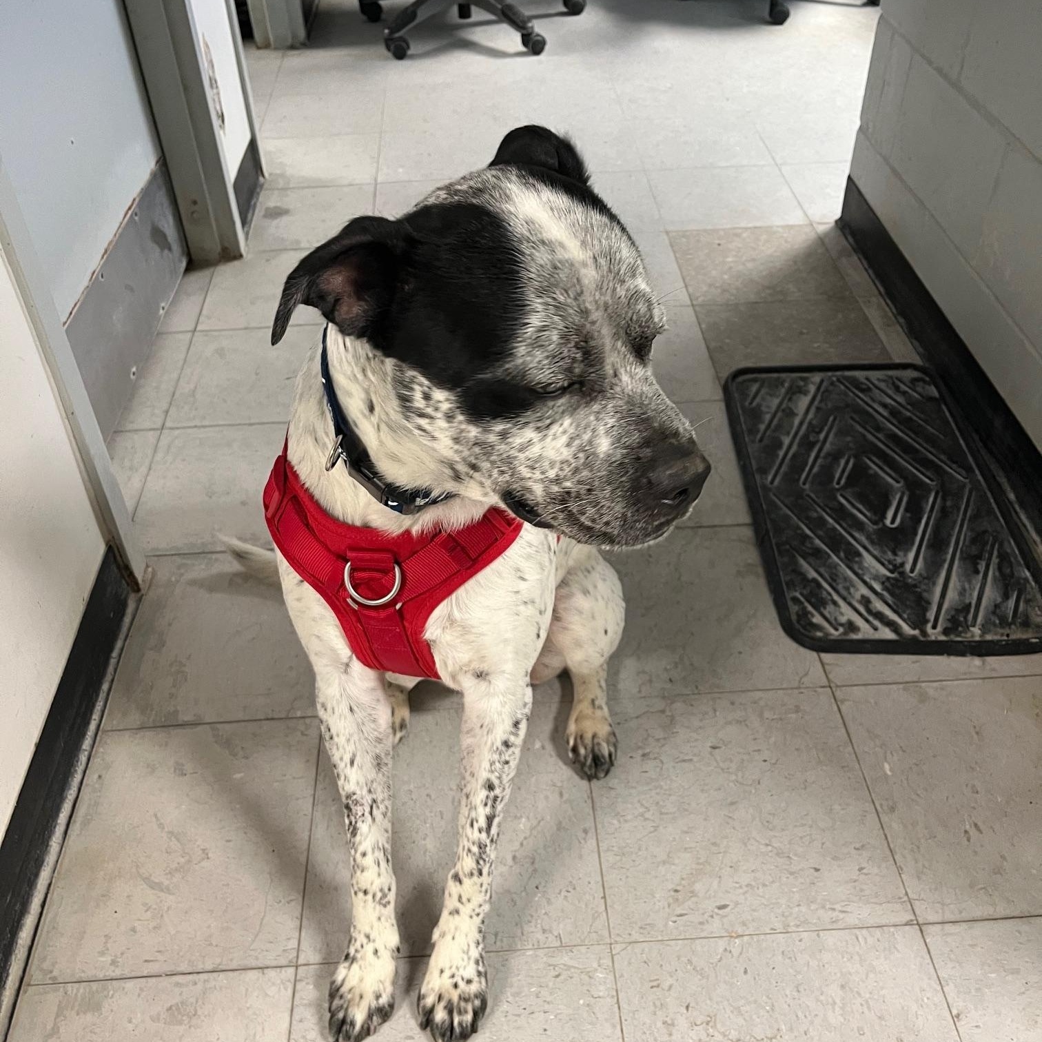 Dog for adoption - Salem, an Australian Cattle Dog / Blue Heeler ...