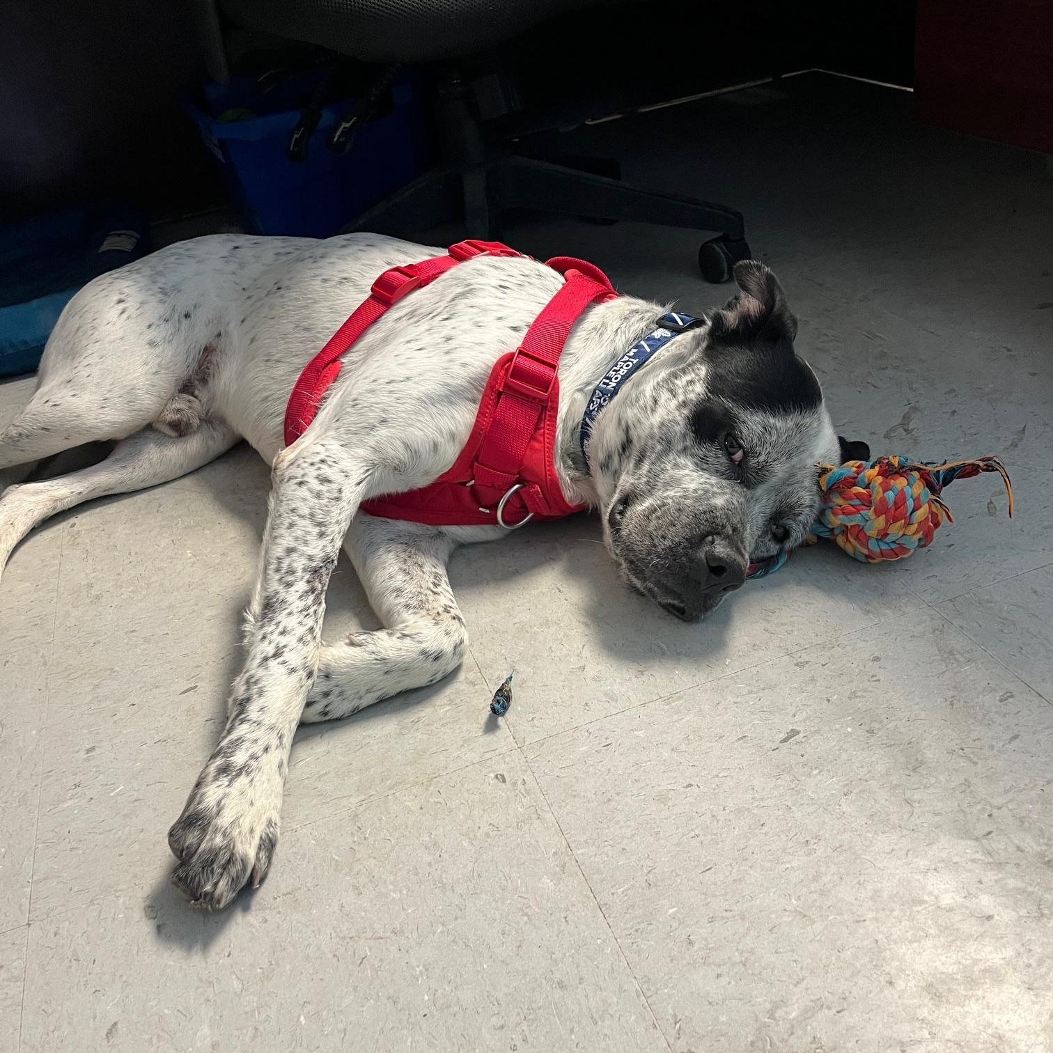 Dog for adoption - Salem, an Australian Cattle Dog / Blue Heeler ...