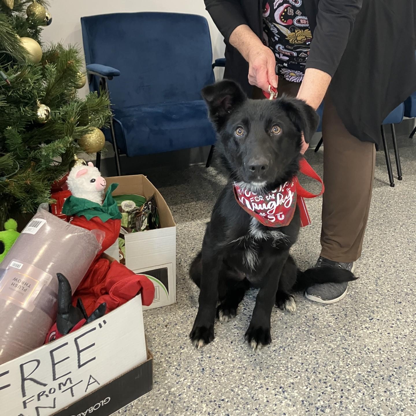 Cat Gallery – Danbury Animal Welfare Society