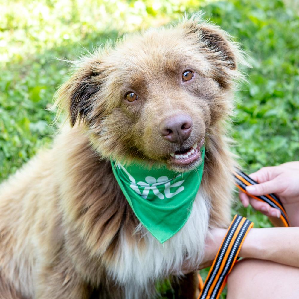 Dog for adoption - Rascal (Male) Avail 7/5, an Australian Shepherd ...