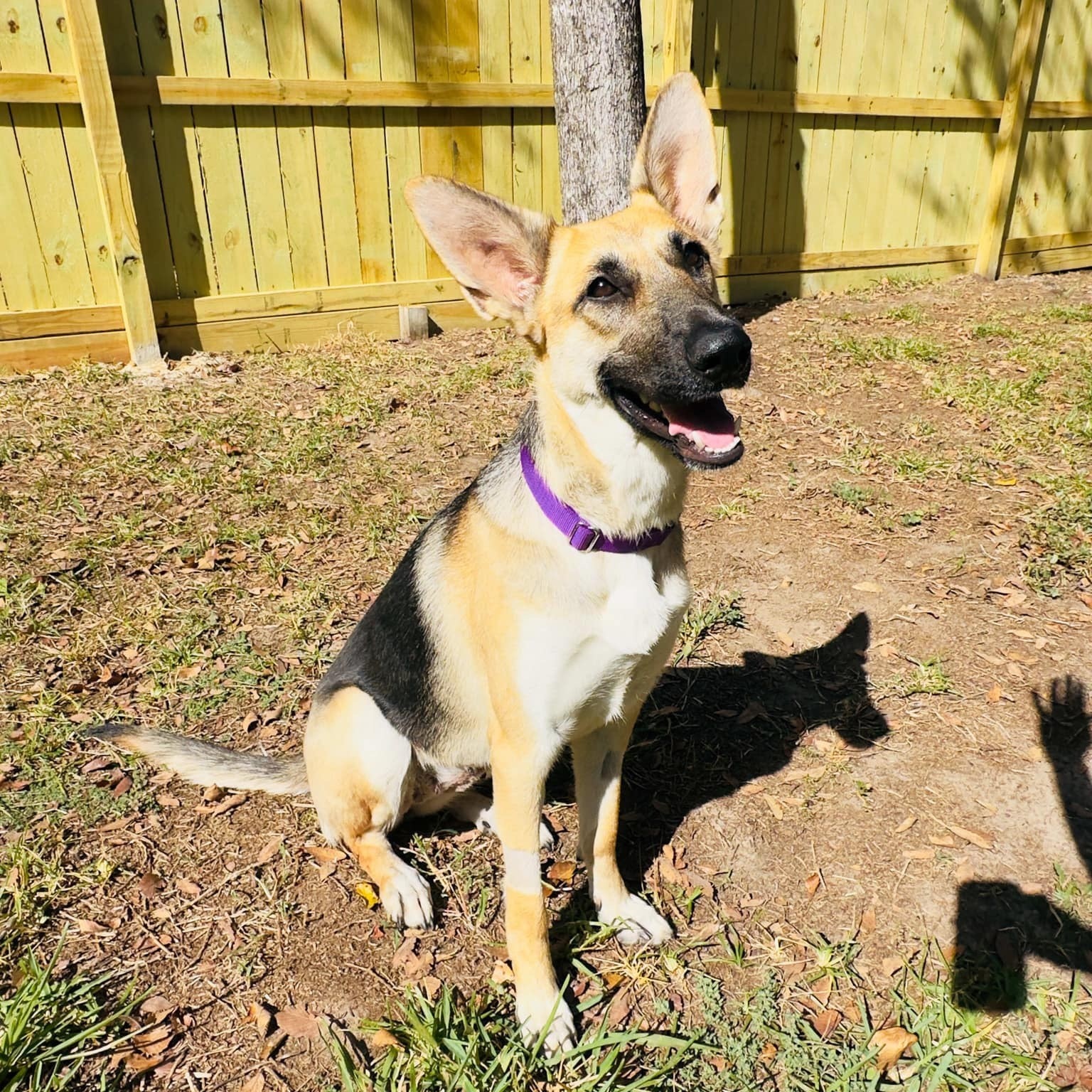 Dog for adoption - Roseanne, a German Shepherd Dog in Chambersburg, PA ...
