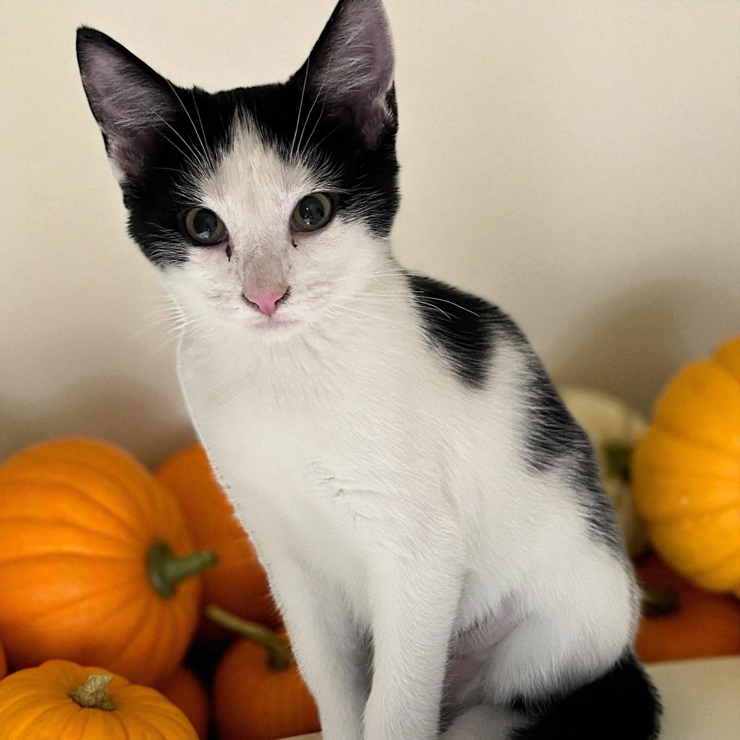 Cat for adoption - Hazel at Avon Petco!!, a Domestic Short Hair in ...