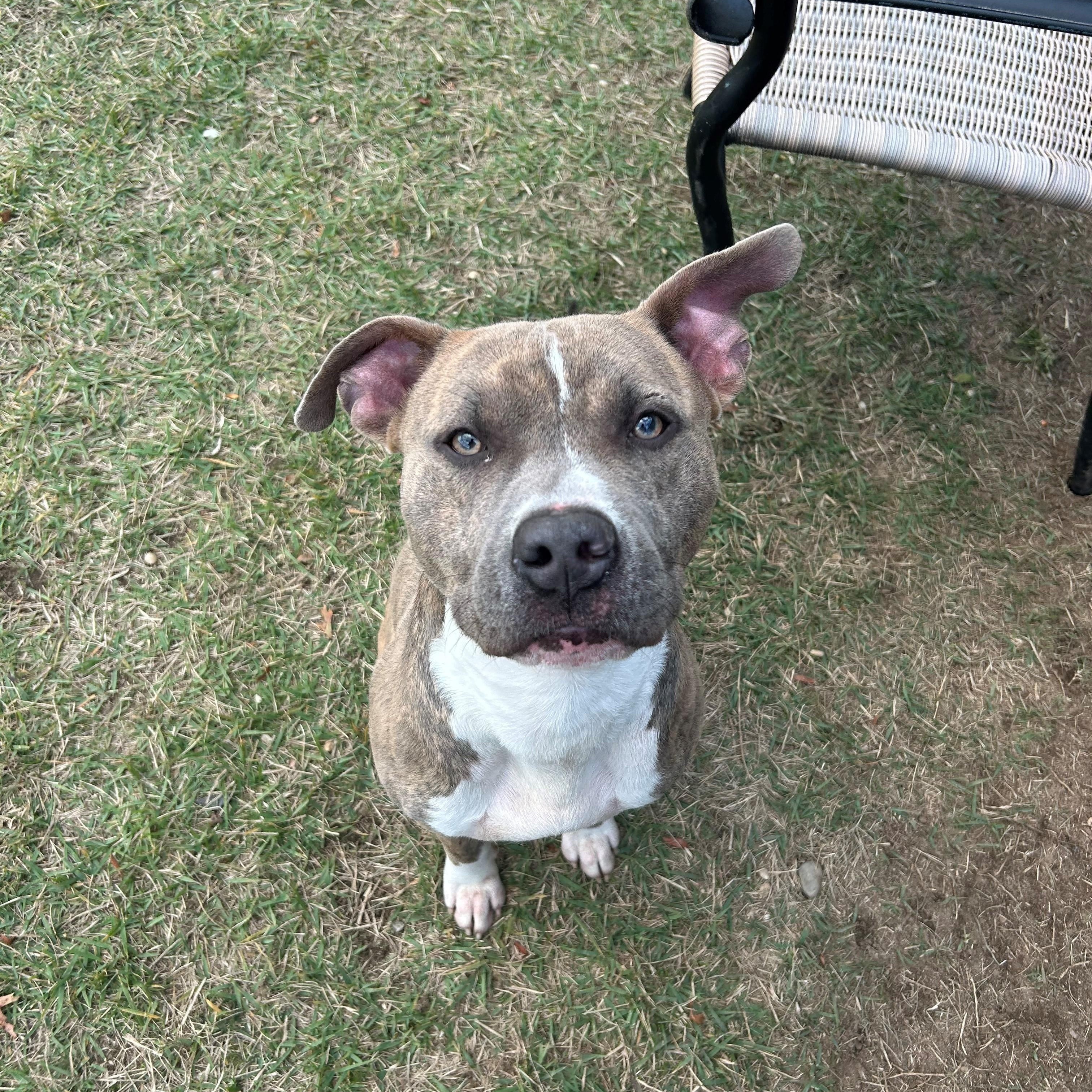 Dog for adoption - Jake, a Pit Bull Terrier Mix in East Northport, NY ...